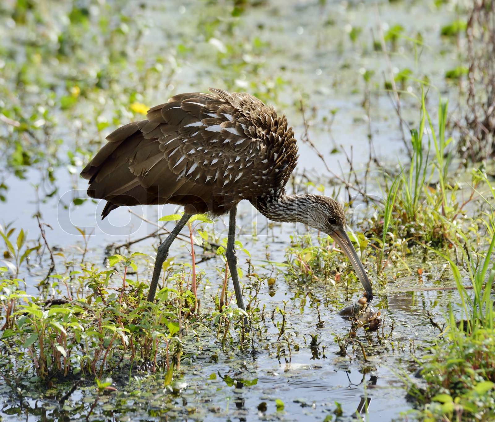 Limpkin Bird | Stock image | Colourbox