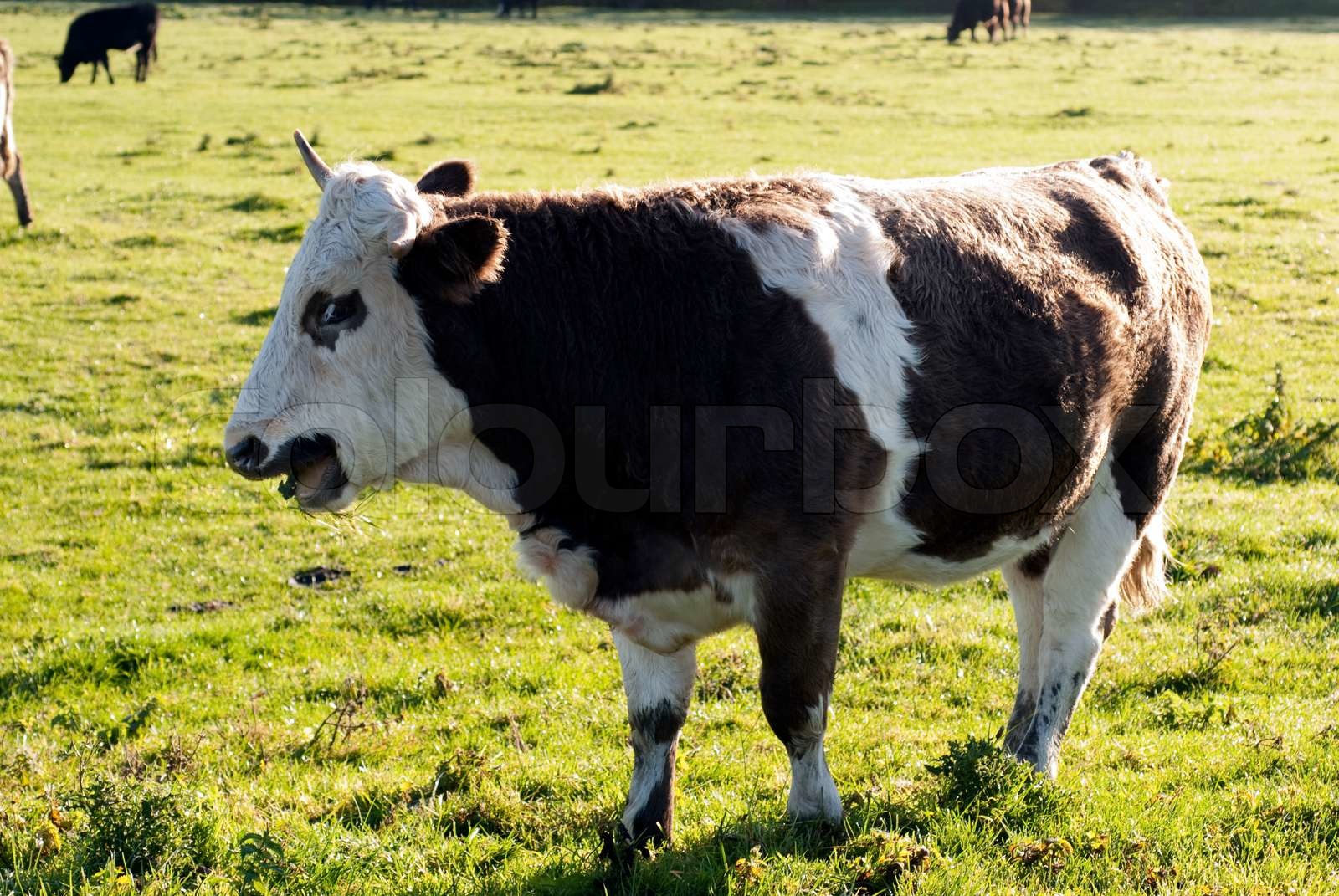 sort, dyr, closeup | Stock foto | Colourbox