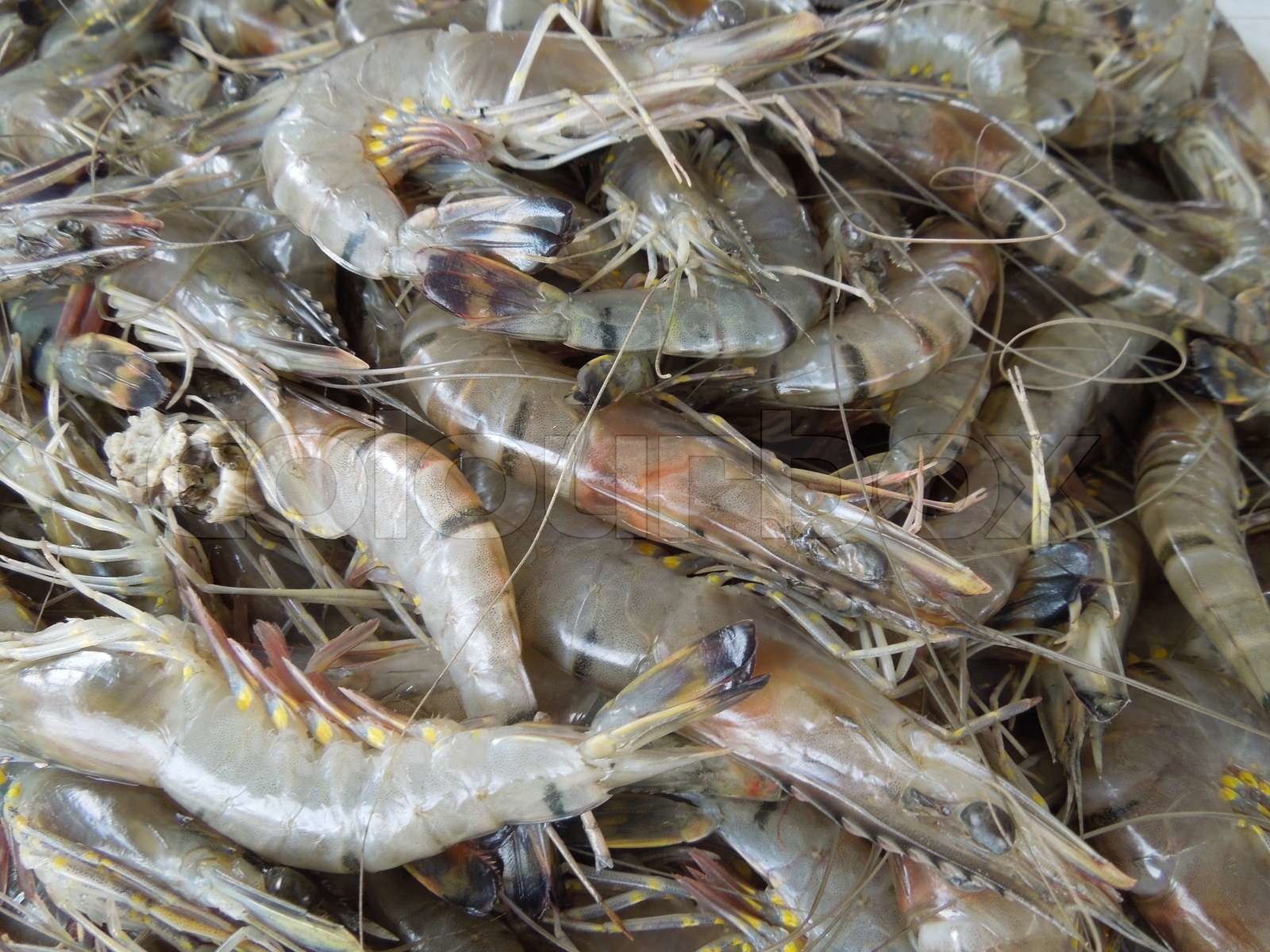 fresh prawns | Stock image | Colourbox
