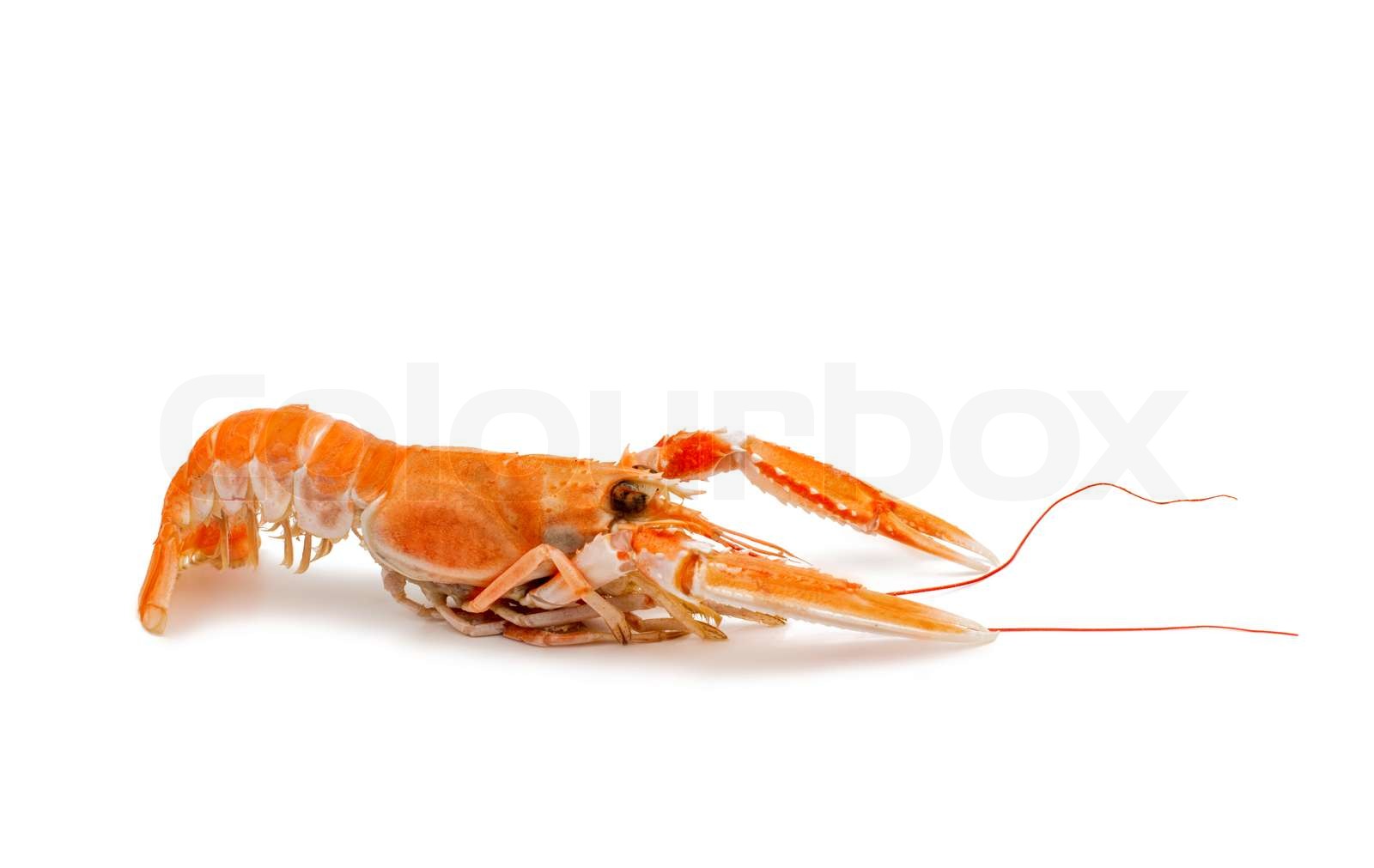 shrimp with pincers | Stock image | Colourbox