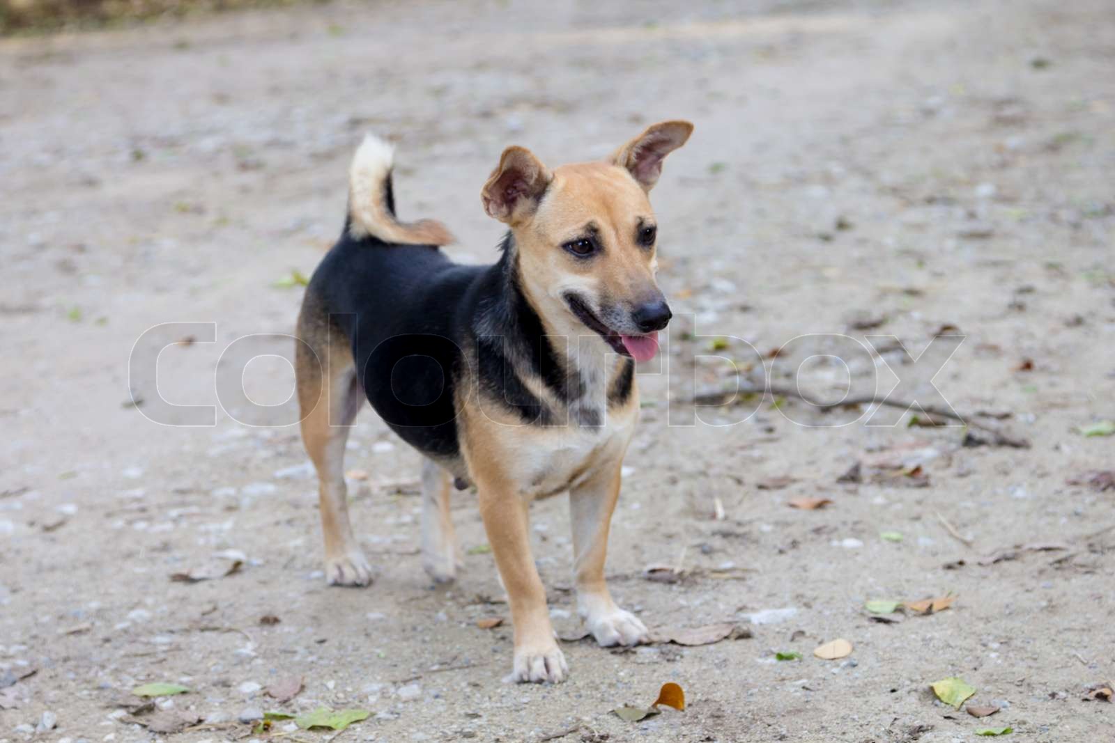 thai dog | Stock image | Colourbox