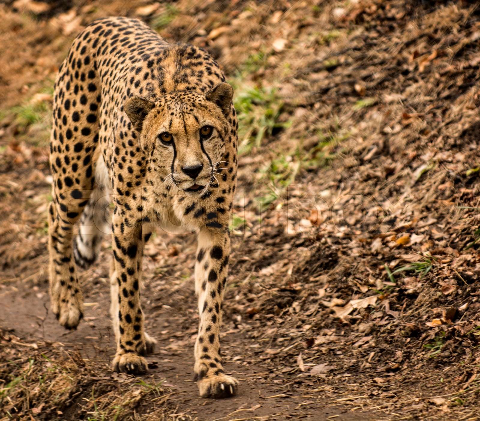 Cheetah | Stock image | Colourbox