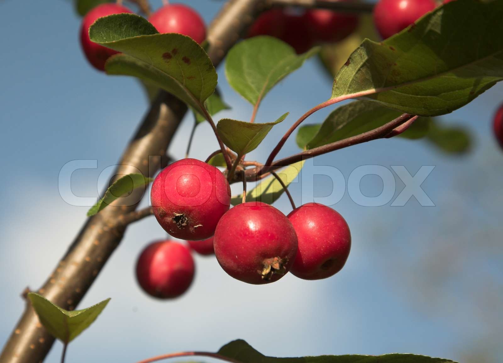 close up picture ofan apple TREE WITH VERY SMALL RED APPLES | Stock ...