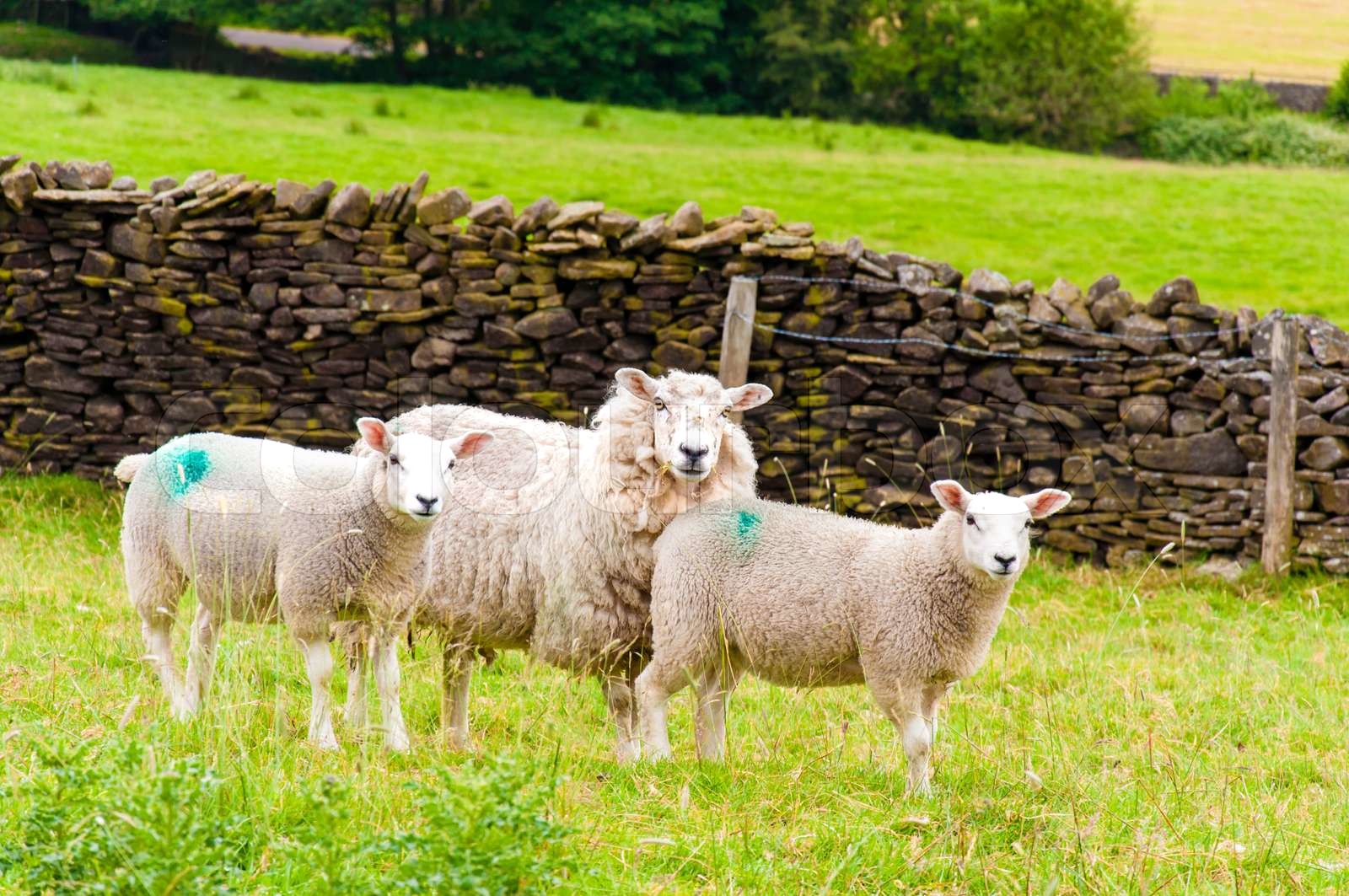 View of English grazing sheep in countryside | Stock image | Colourbox