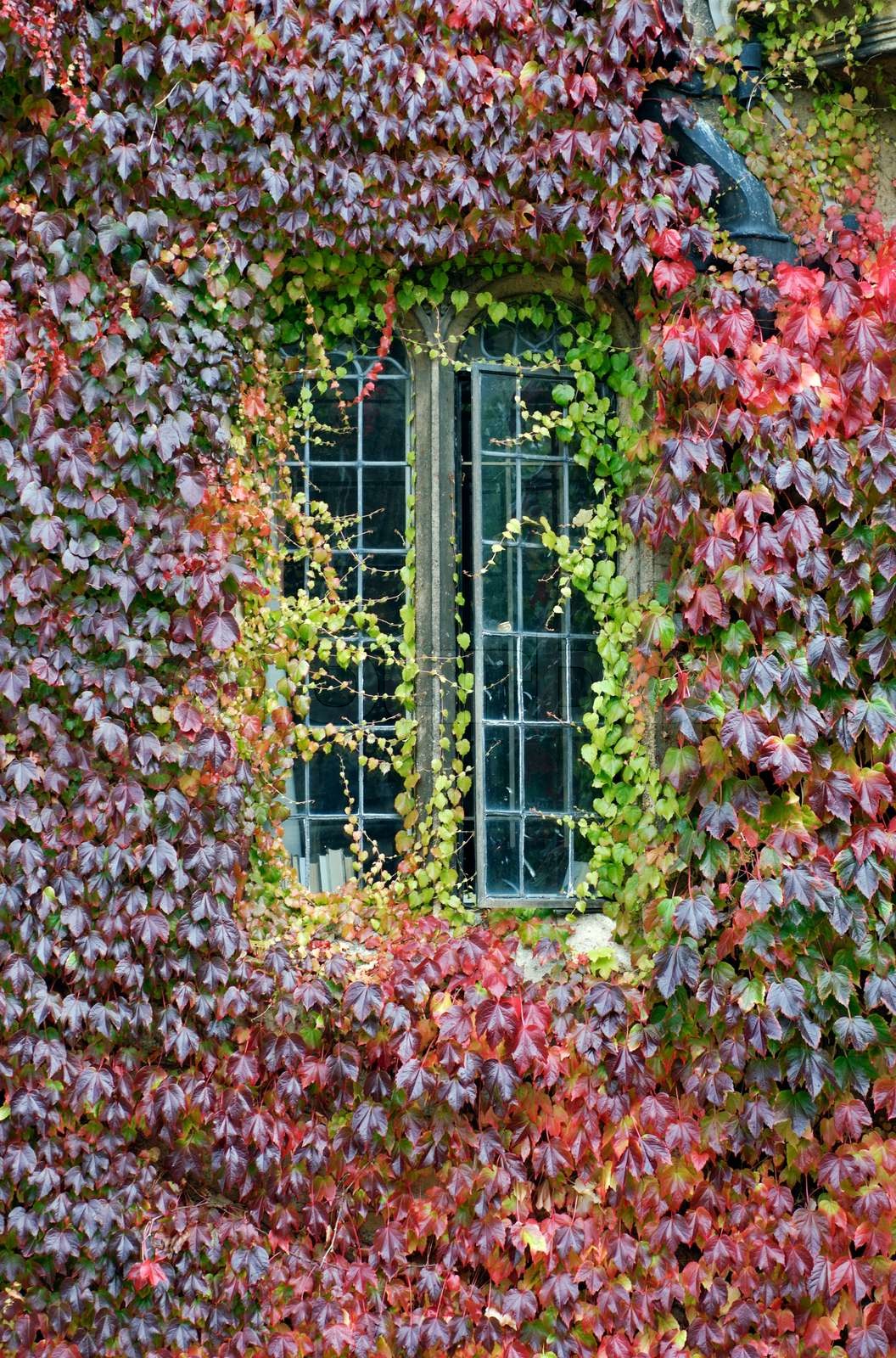 Creeper around window | Stock image | Colourbox