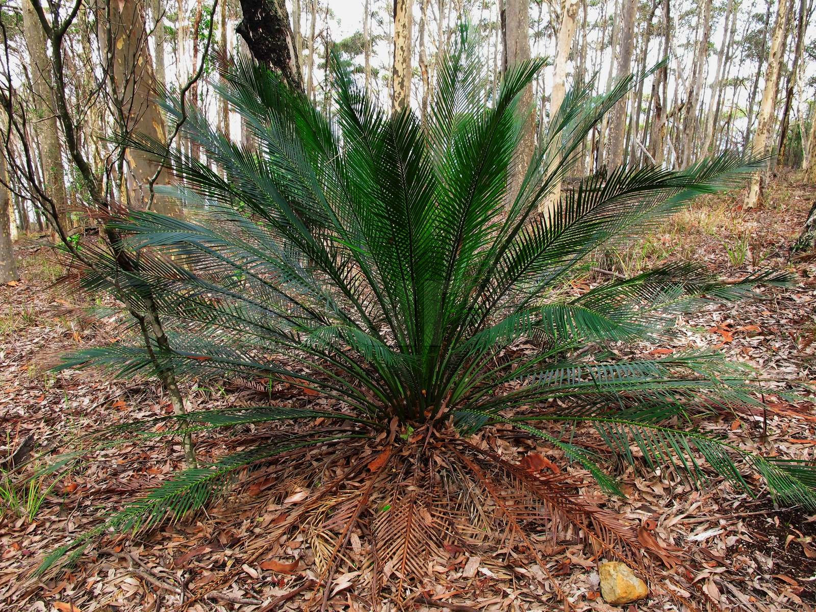 Macrozamia communis, burrawang in its natural habitat | Stock image ...