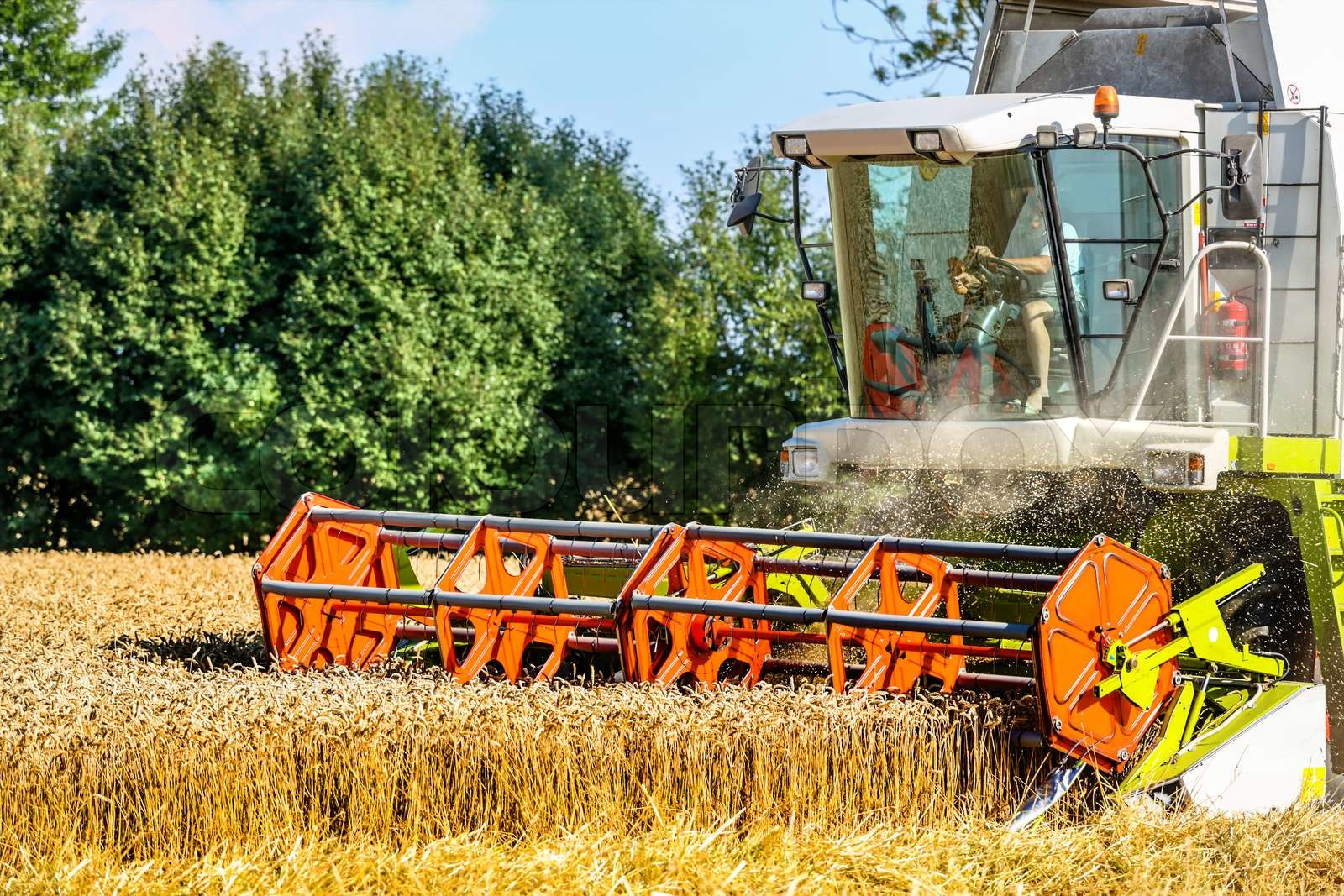 weizen, ernte, acker | Stock Bild | Colourbox