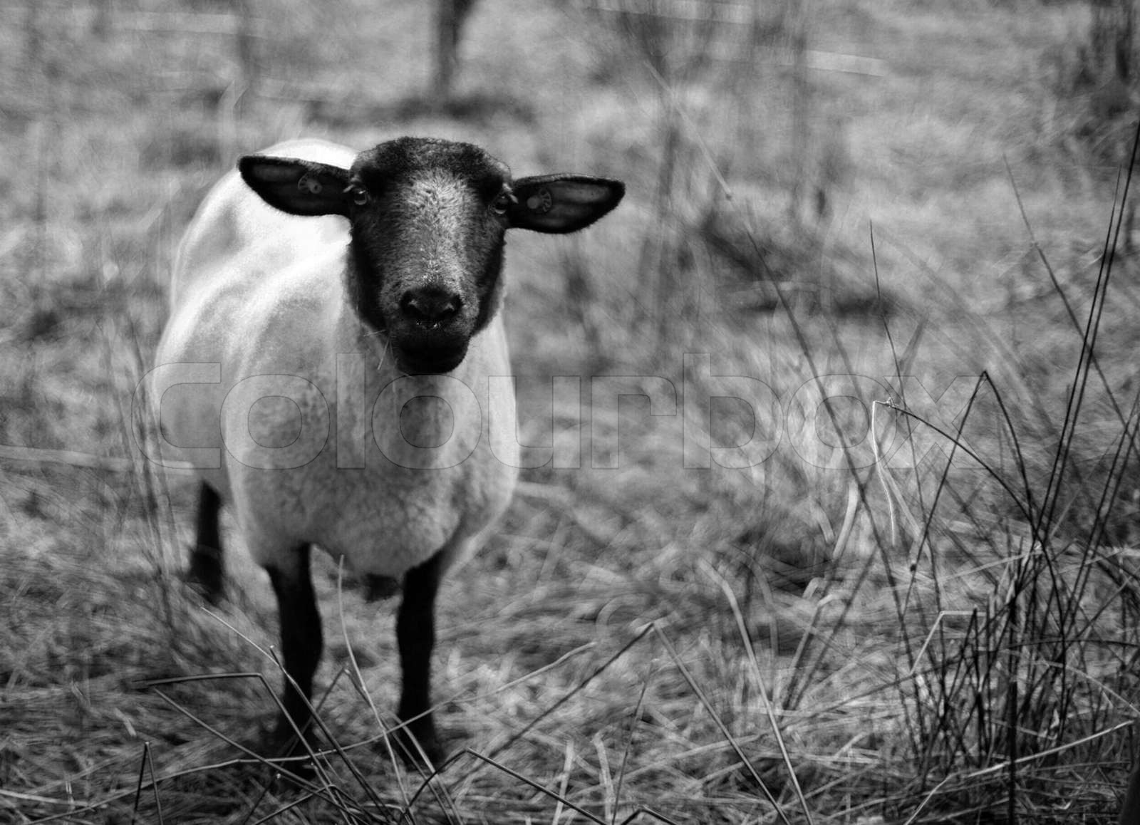 Får i sort og hvid | Stock foto | Colourbox