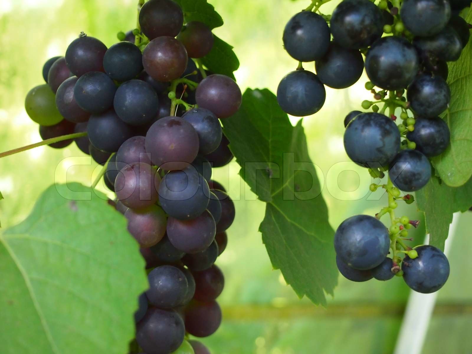 Modne vindruer i dansk drivhus | Stock foto | Colourbox