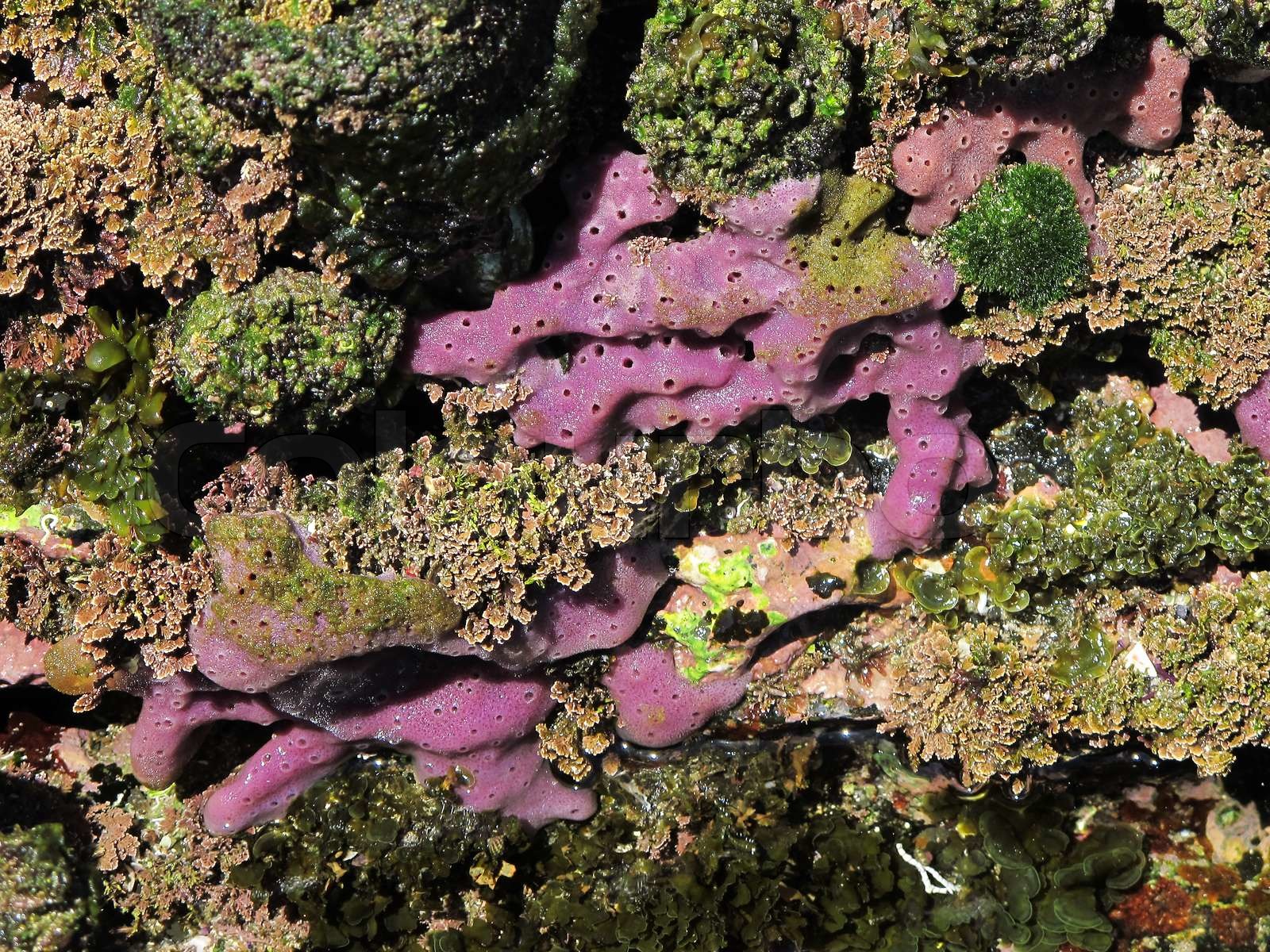 Marine sponge, porifera | Stock image | Colourbox
