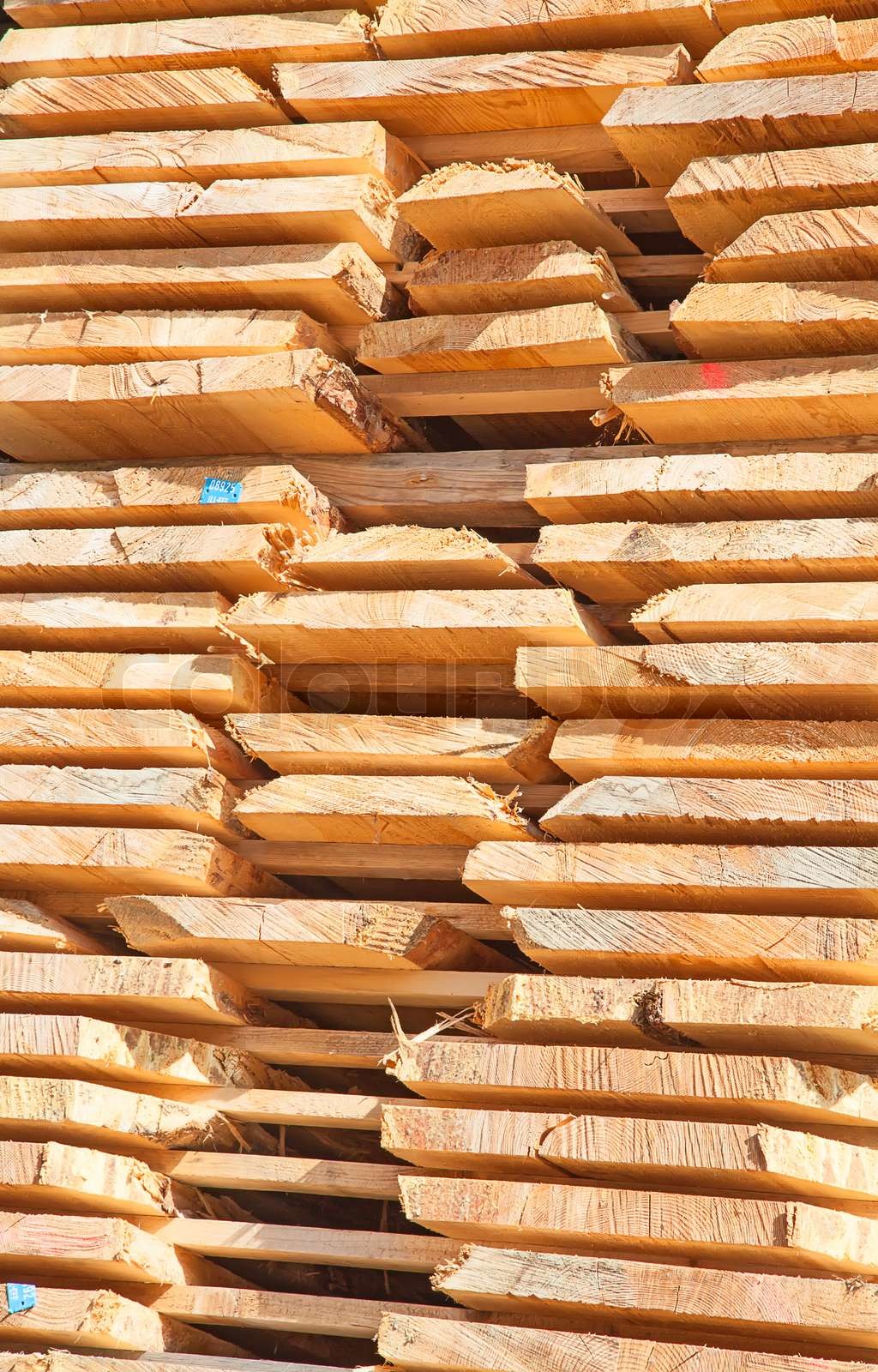 Fresh wooden studs | Stock image | Colourbox