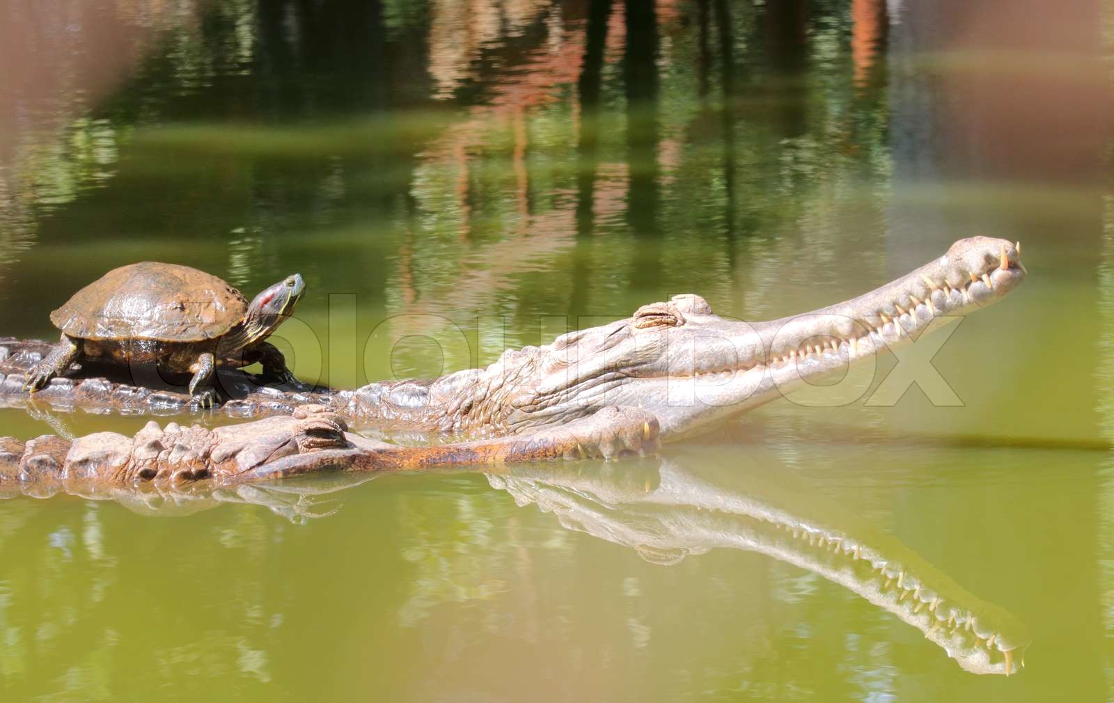 Turtle ride on crocodile back | Stock image | Colourbox