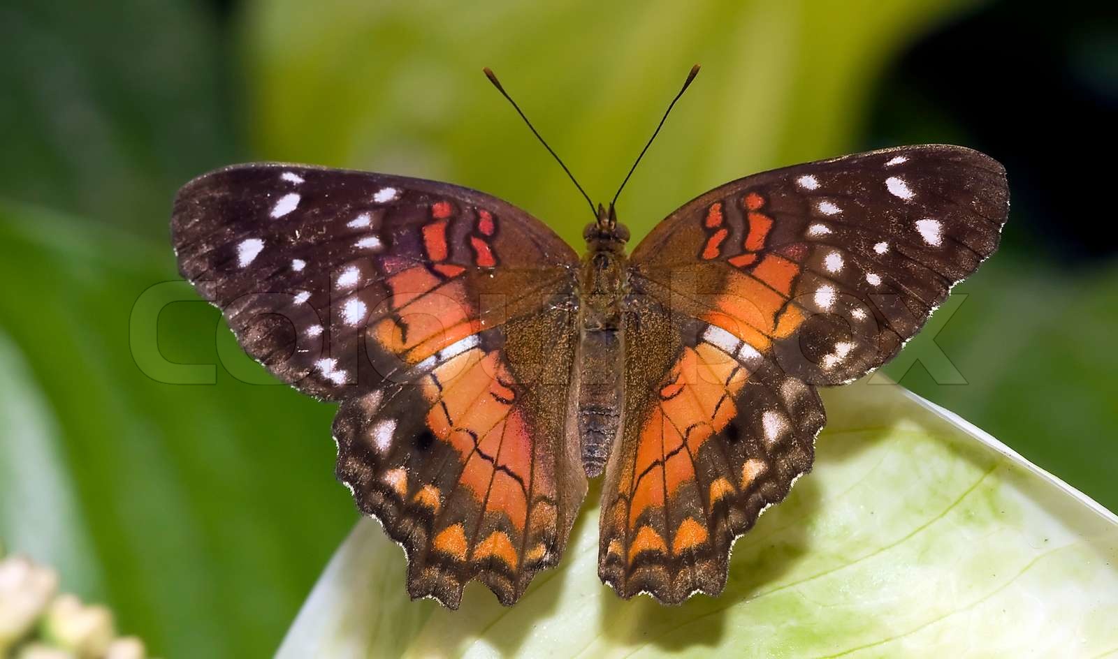 butterfly in the butterflygarden in Goes,Holland | Stock image | Colourbox