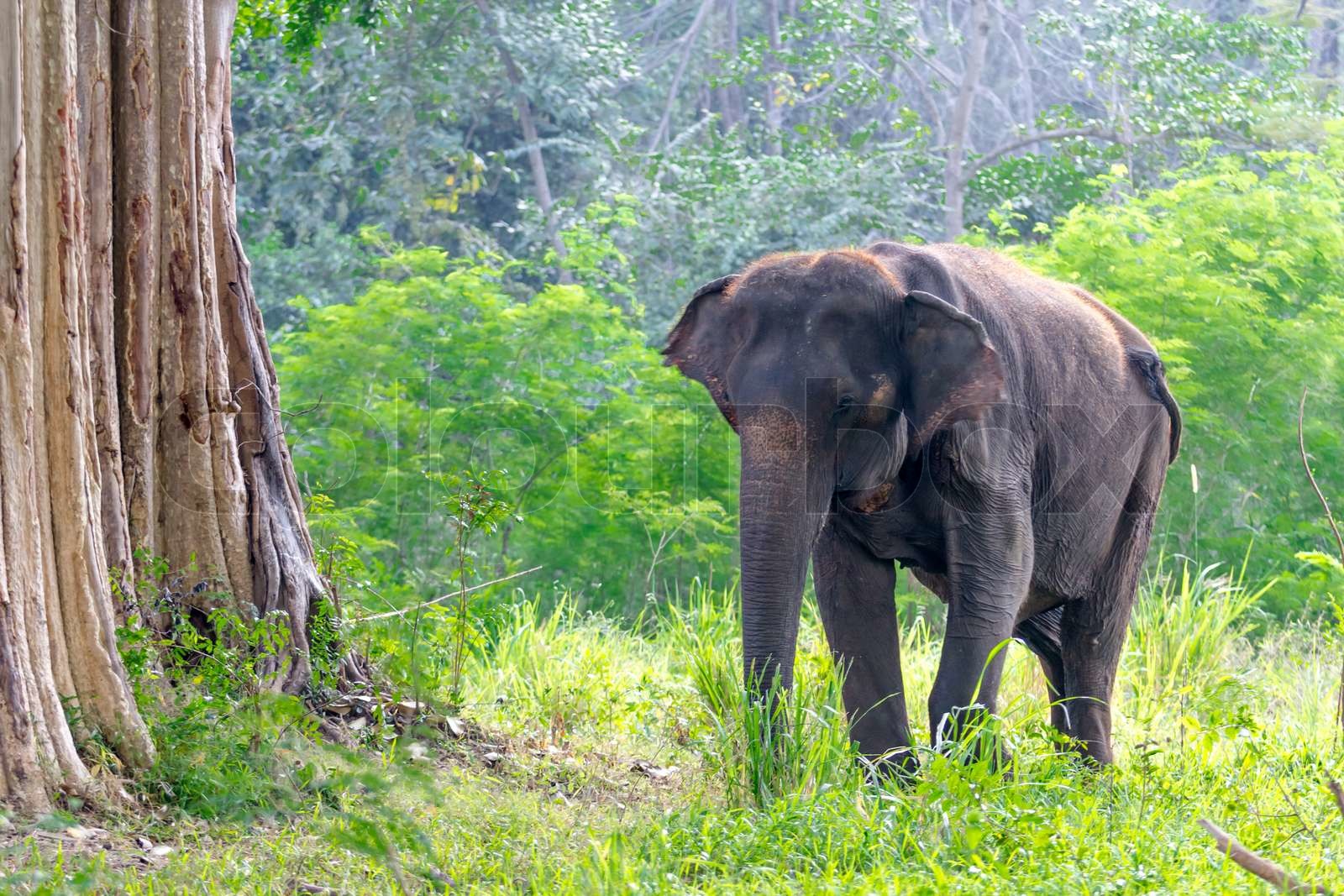 asian elephent | Stock image | Colourbox