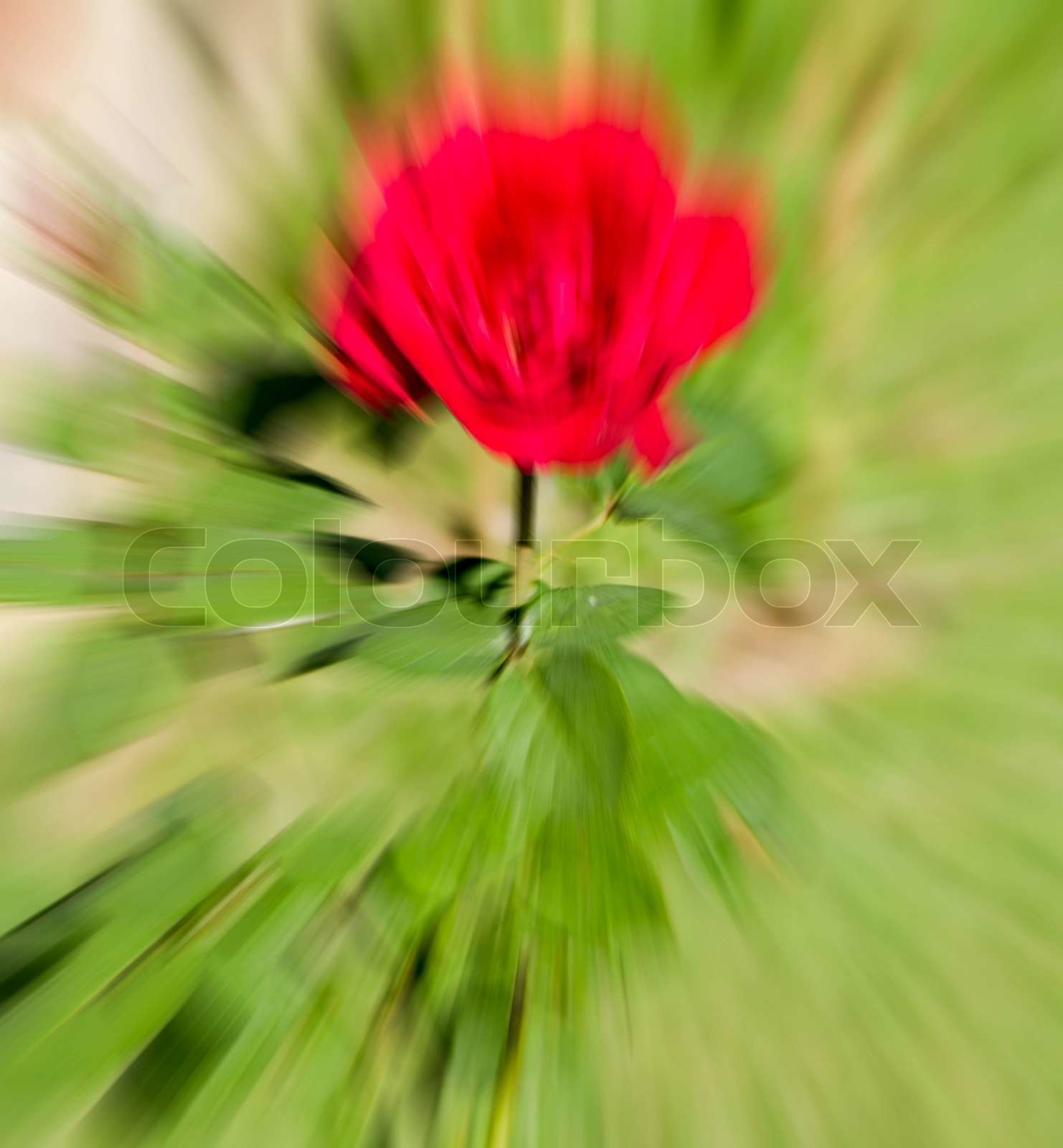 Red rose with zoom effect | Stock image | Colourbox