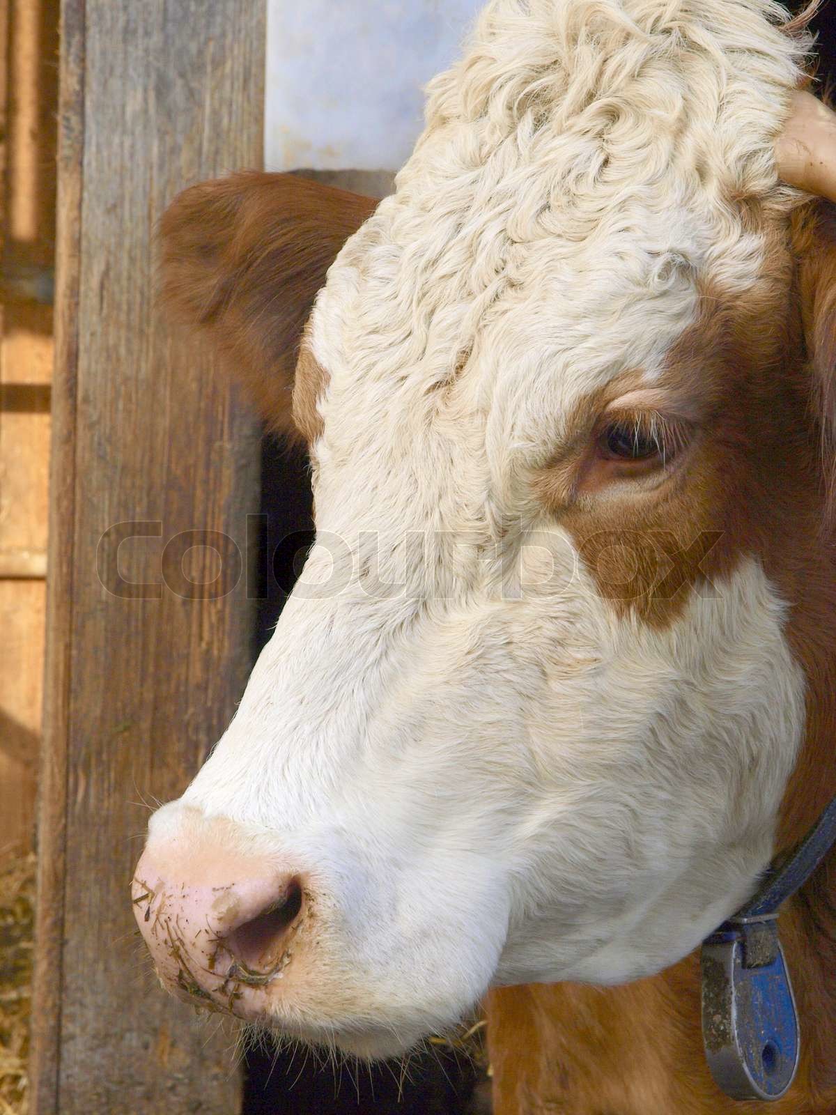 ko, dyr, næse | Stock foto | Colourbox