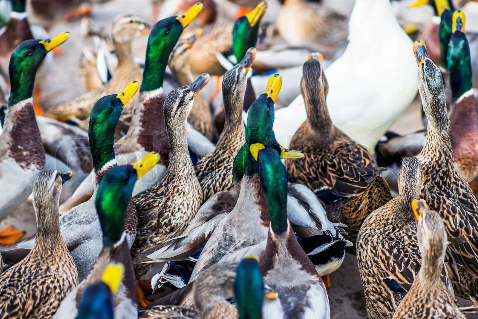 Large Group of Ducks | Stock image | Colourbox