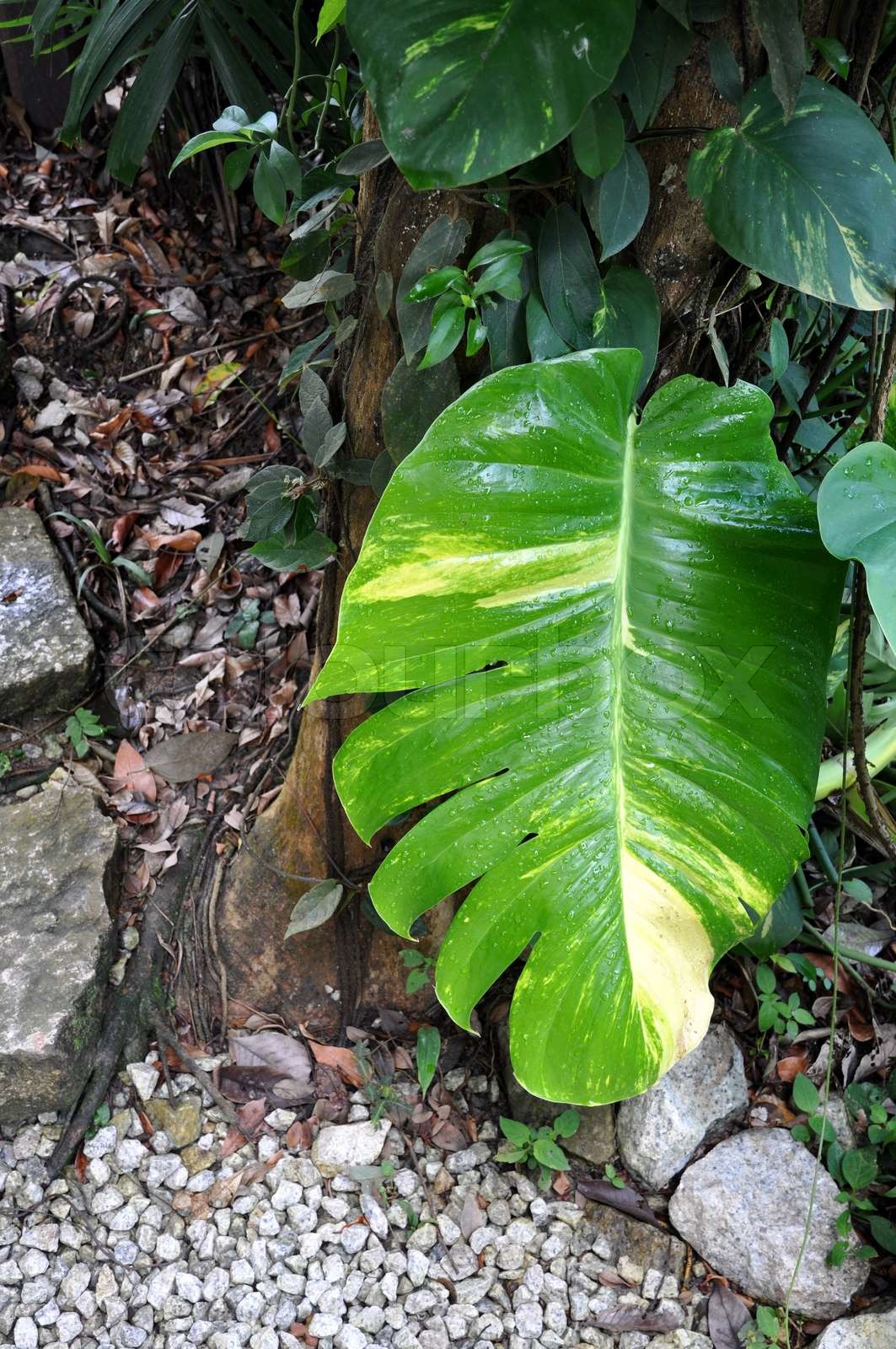 Monstera in the rainforest, Malaysia | Stock image | Colourbox