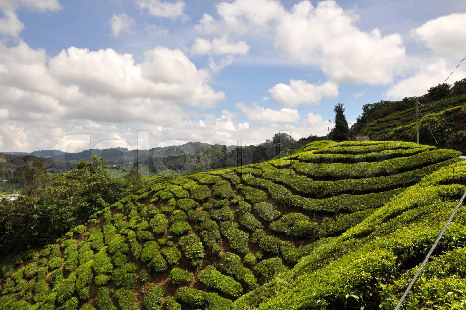 Tea fields at Cameron Highlands, Malaysia | Stock image | Colourbox