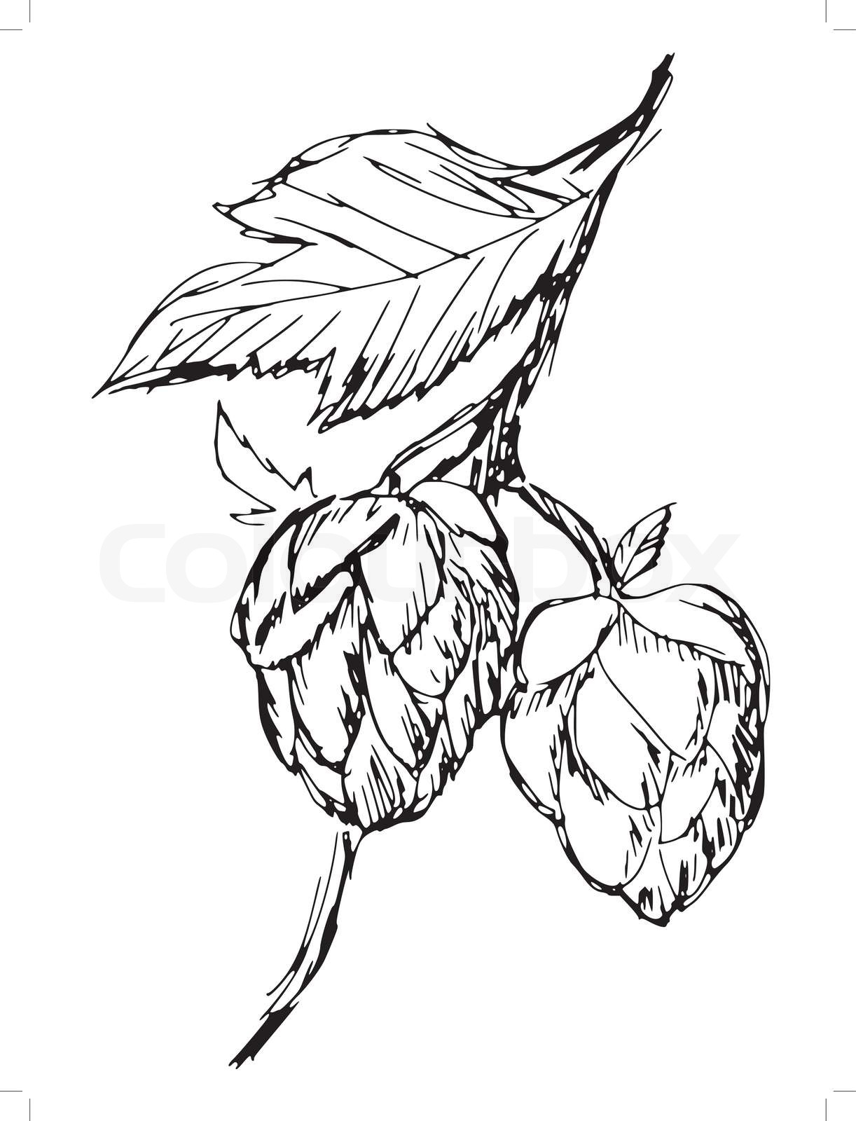 blade, tegnet, bryggeri | Stock vektor | Colourbox