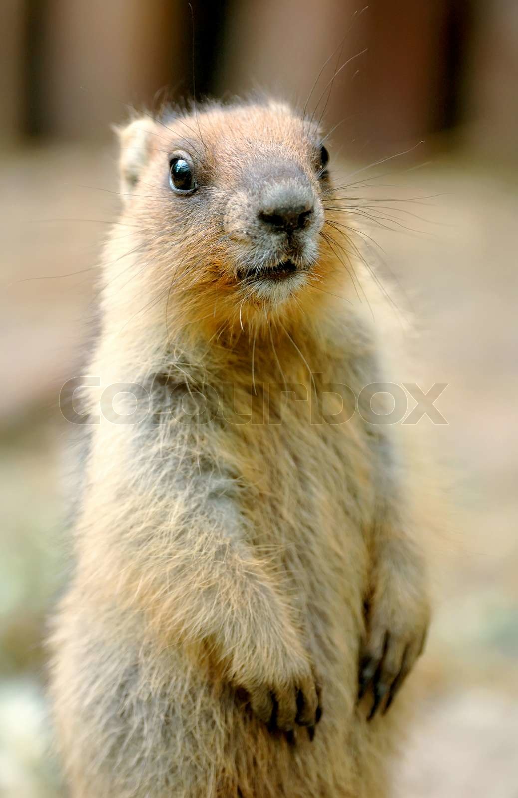 Marmot | Stock image | Colourbox