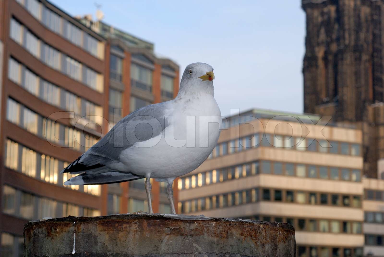 Close-up Möwe in Hamburg City, Deutschland. | Stock Bild | Colourbox
