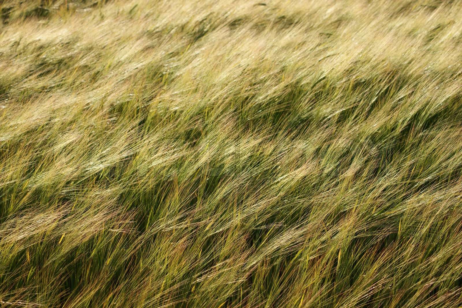 Byg mark | Stock foto | Colourbox