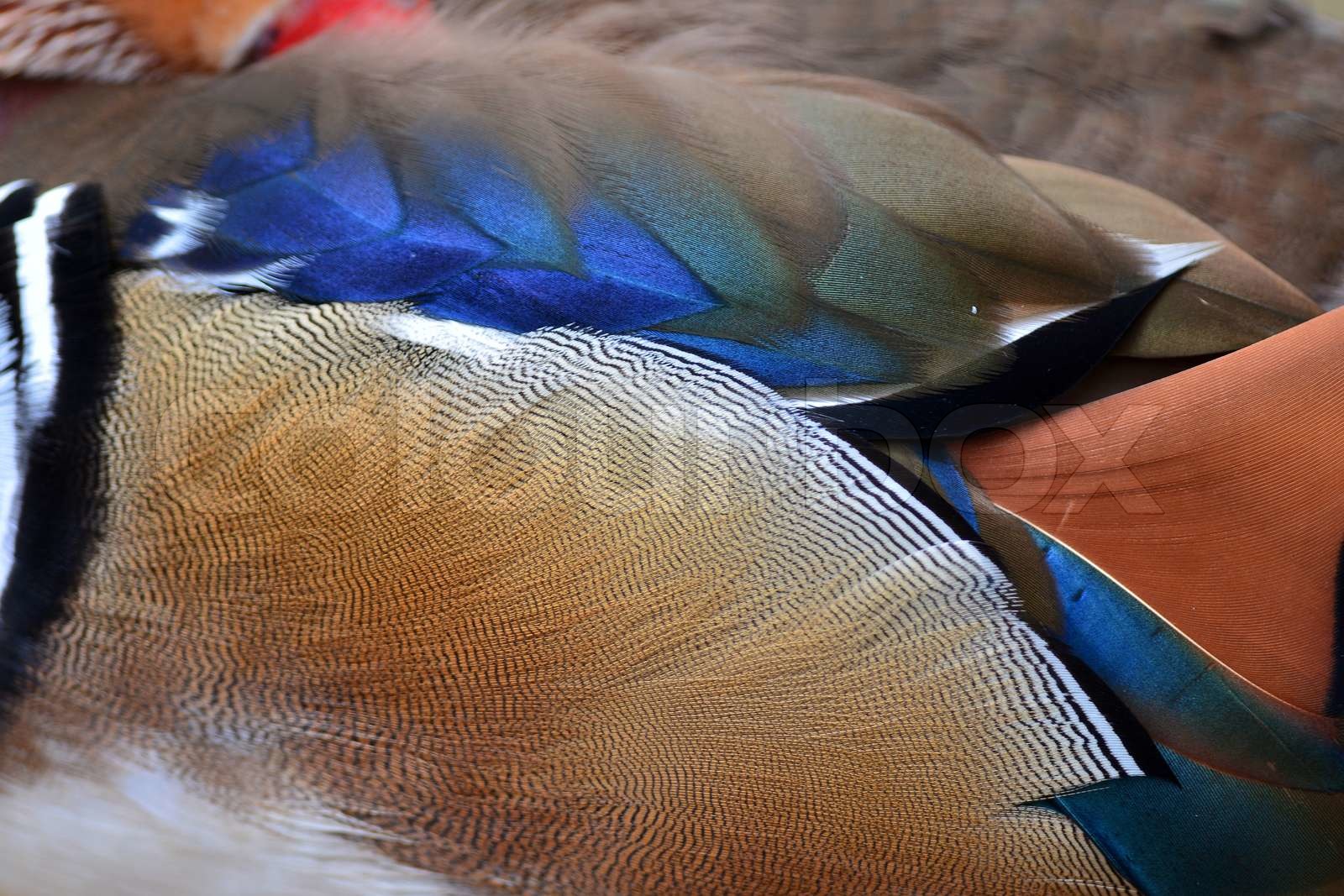 Mandarin duck feathers | Stock image | Colourbox
