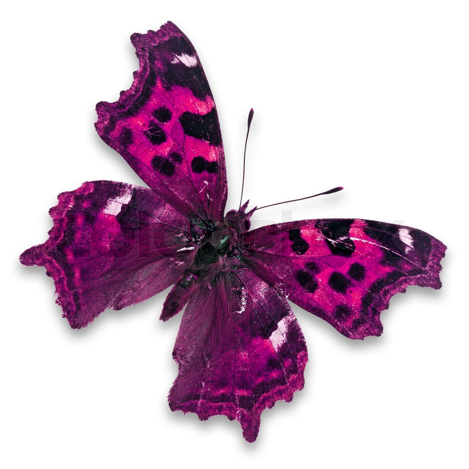 pink butterfly | Stock image | Colourbox