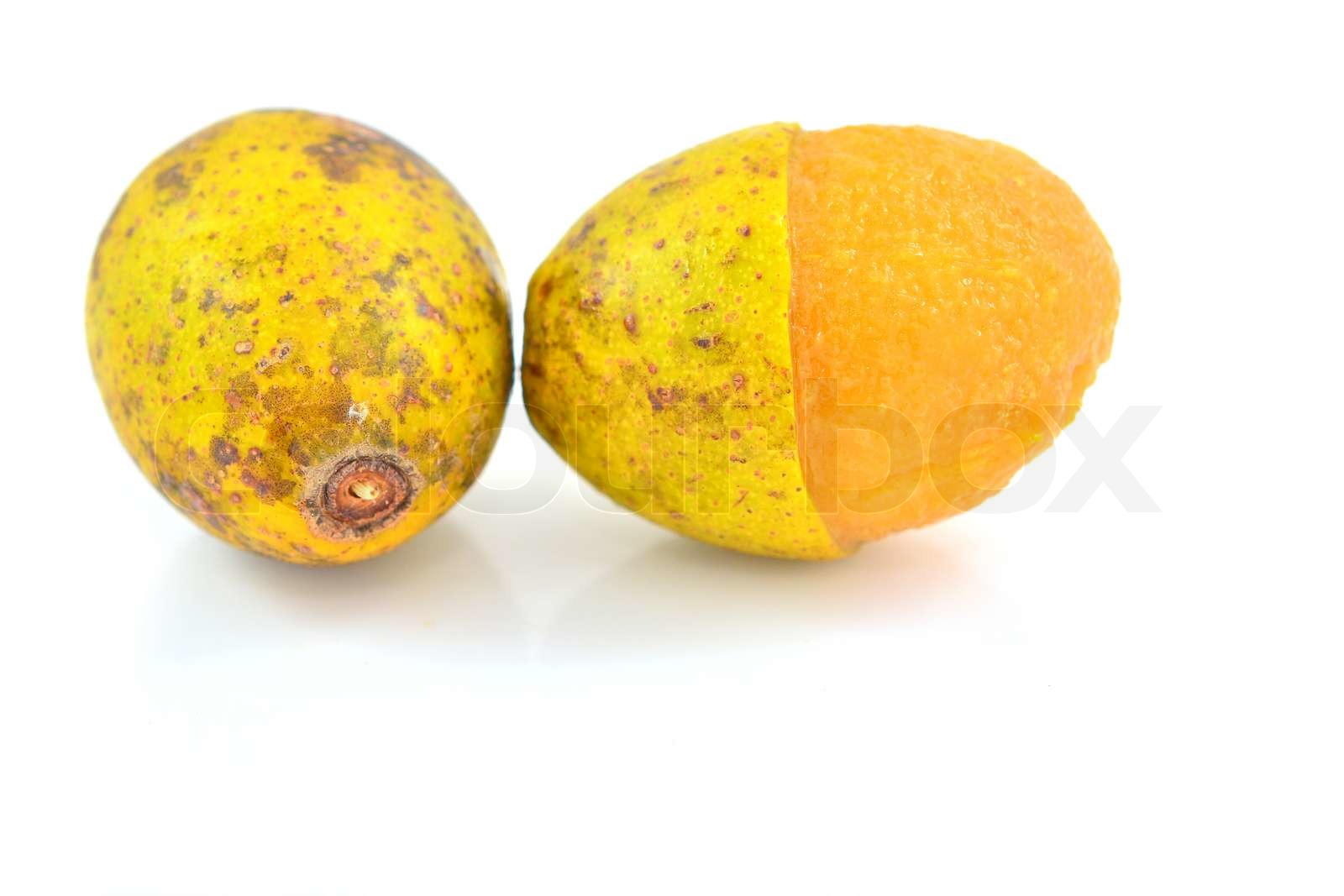 hog plum | Stock image | Colourbox