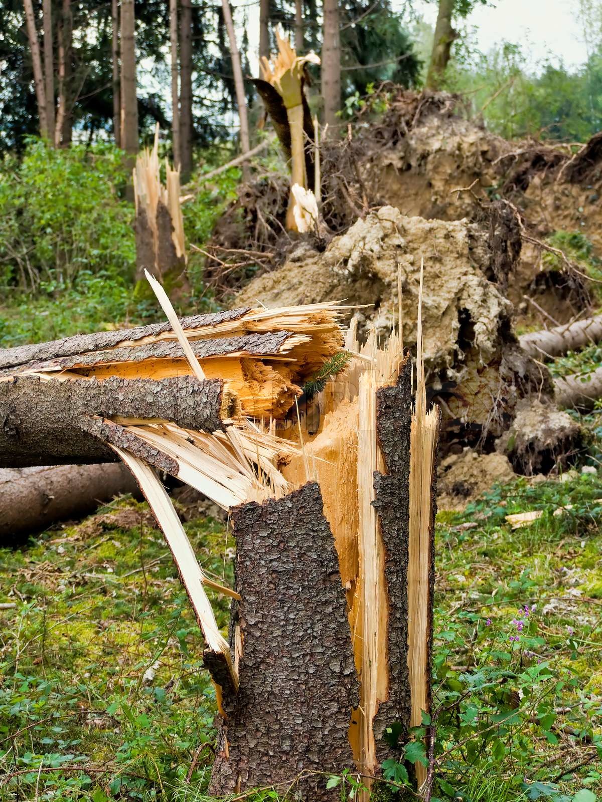 Storm damage. Fallen trees in the forest after a storm. | Stock image ...