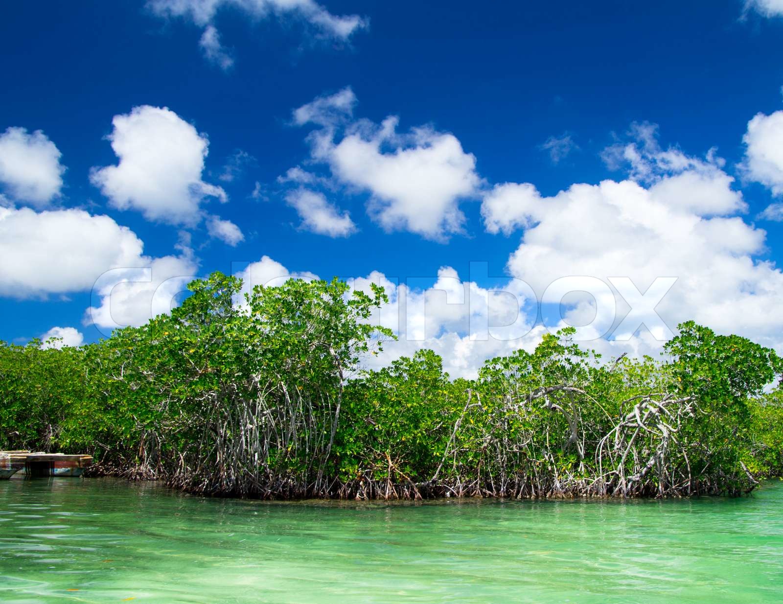 mangrove trees | Stock image | Colourbox