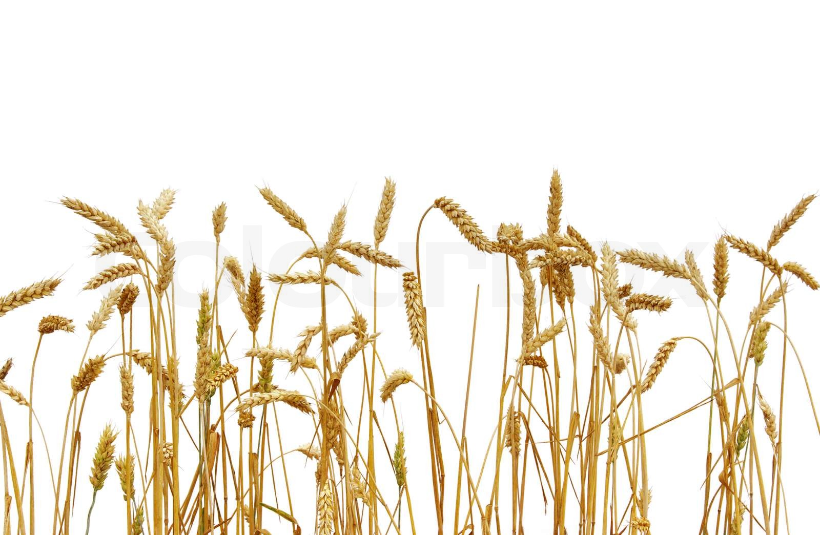 wheat | Stock image | Colourbox