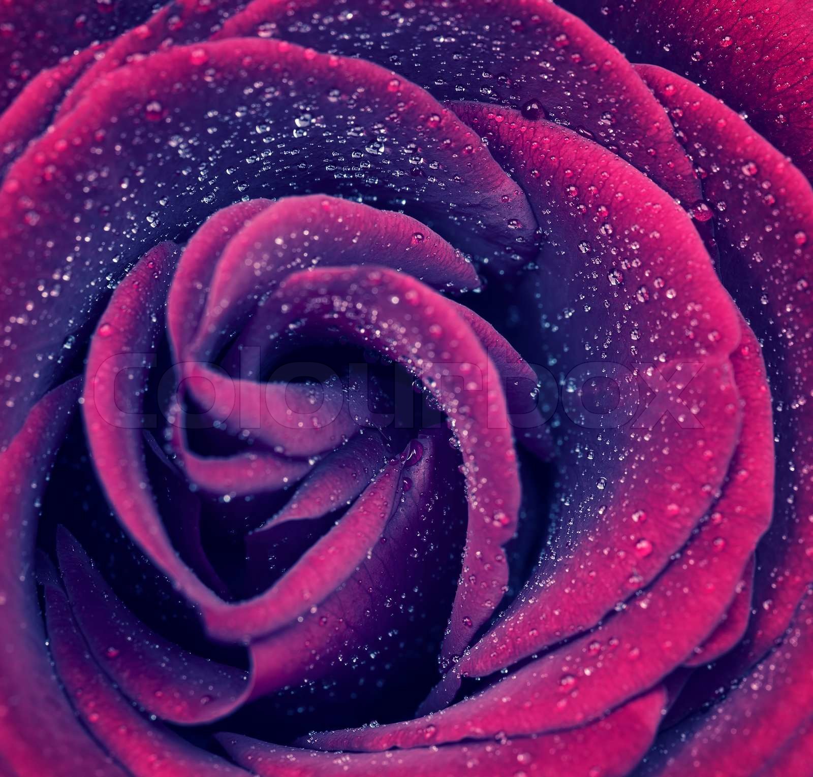 Beautiful rose background | Stock image | Colourbox