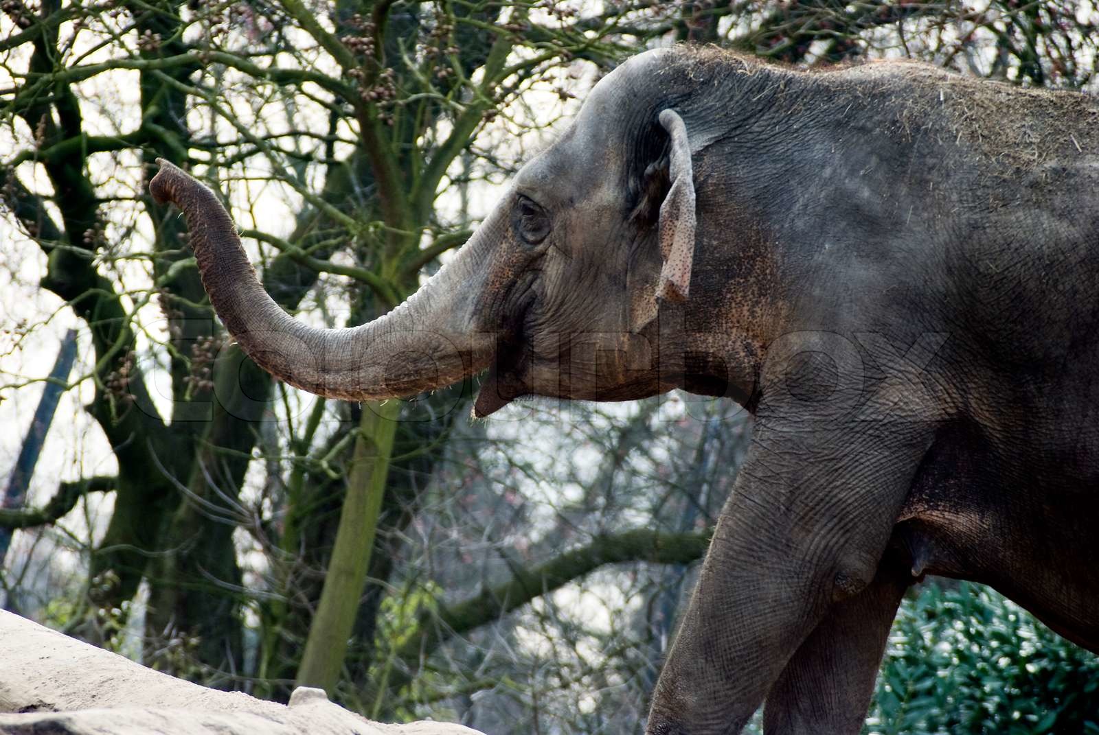 elephant | Stock image | Colourbox