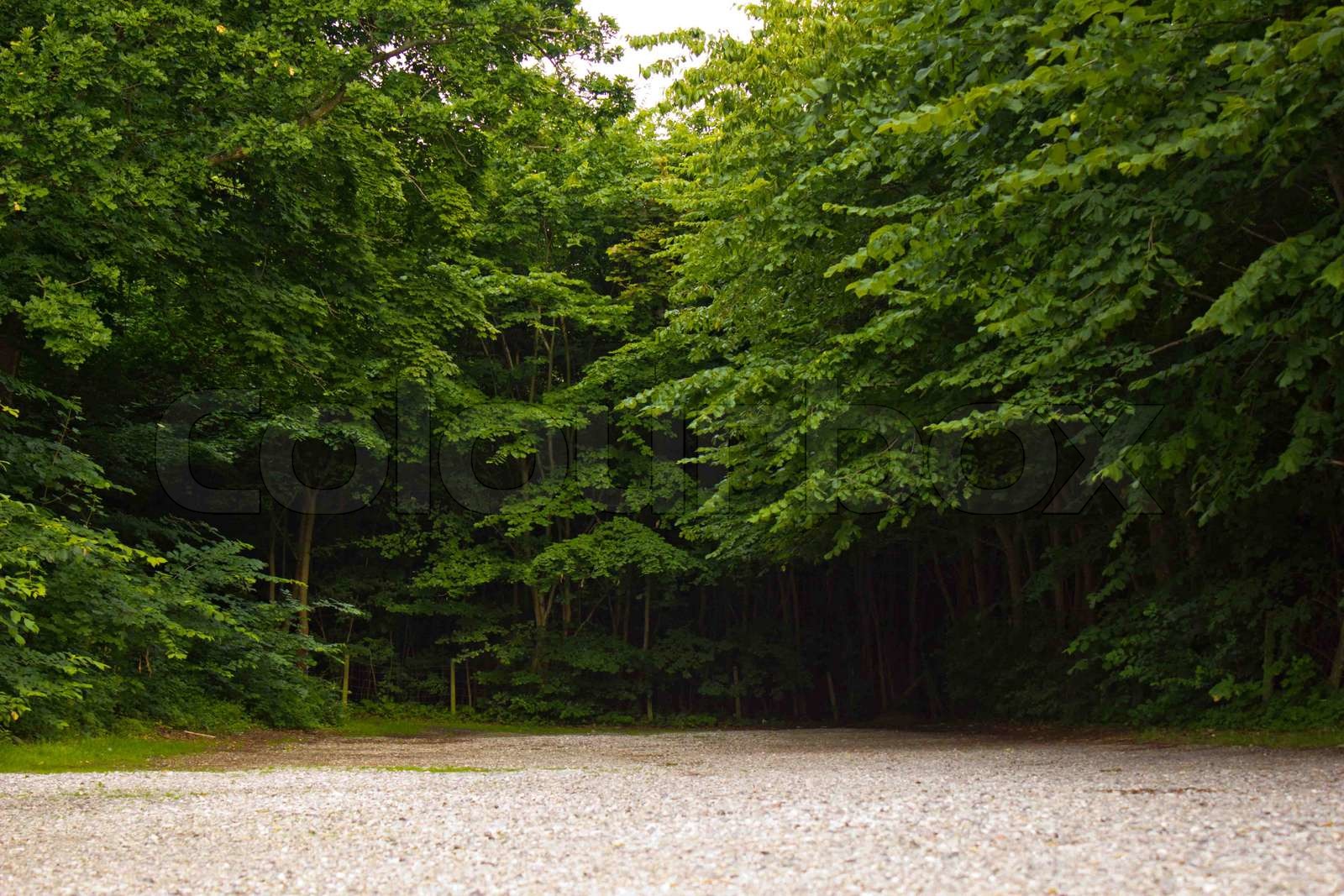 denmark, green, trees | Stock image | Colourbox
