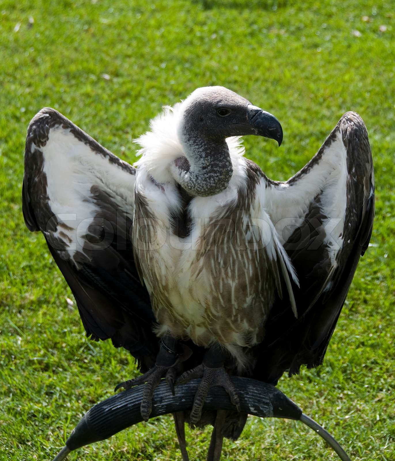 vulture bird | Stock image | Colourbox