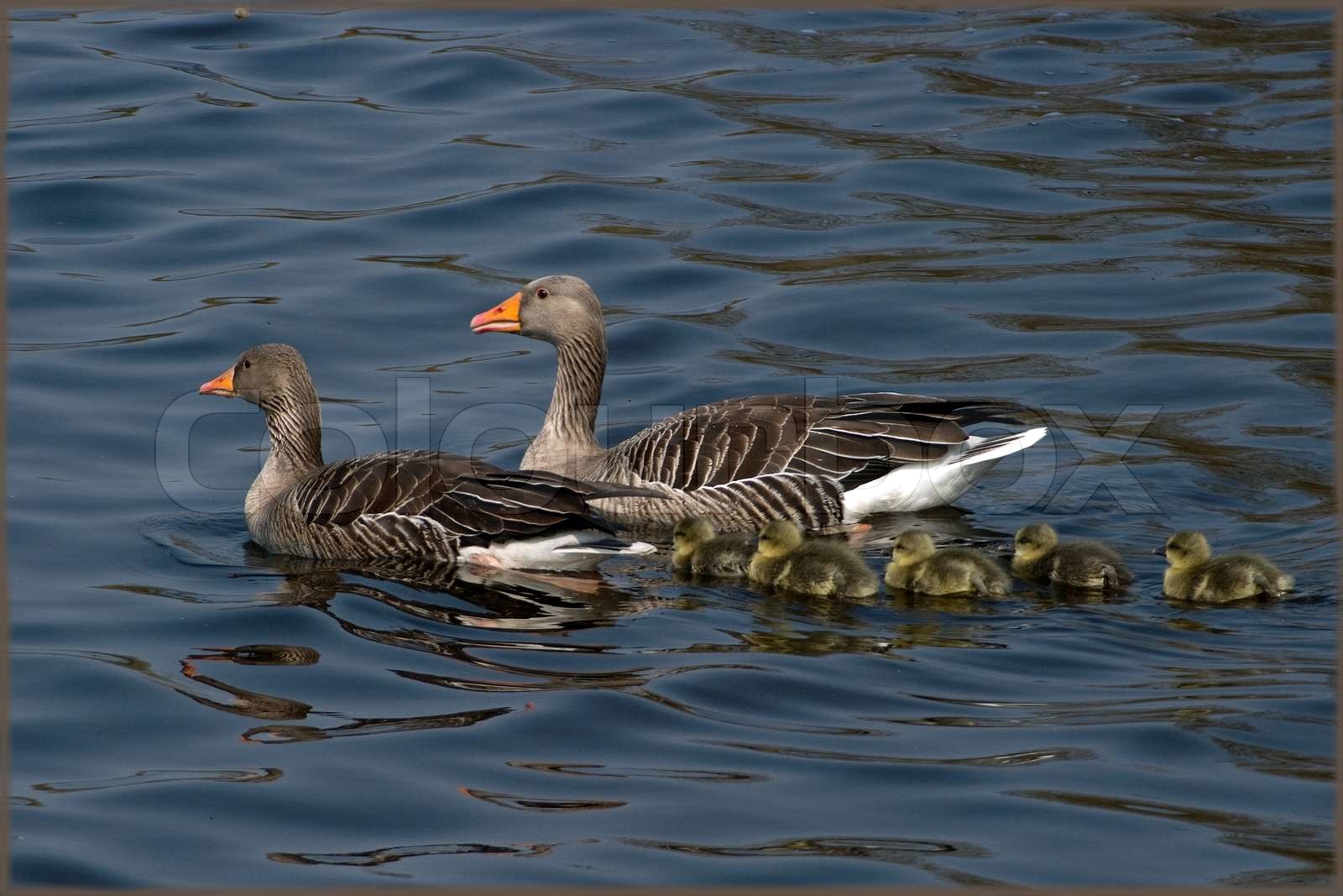 Gans-Vögel | Stock Bild | Colourbox