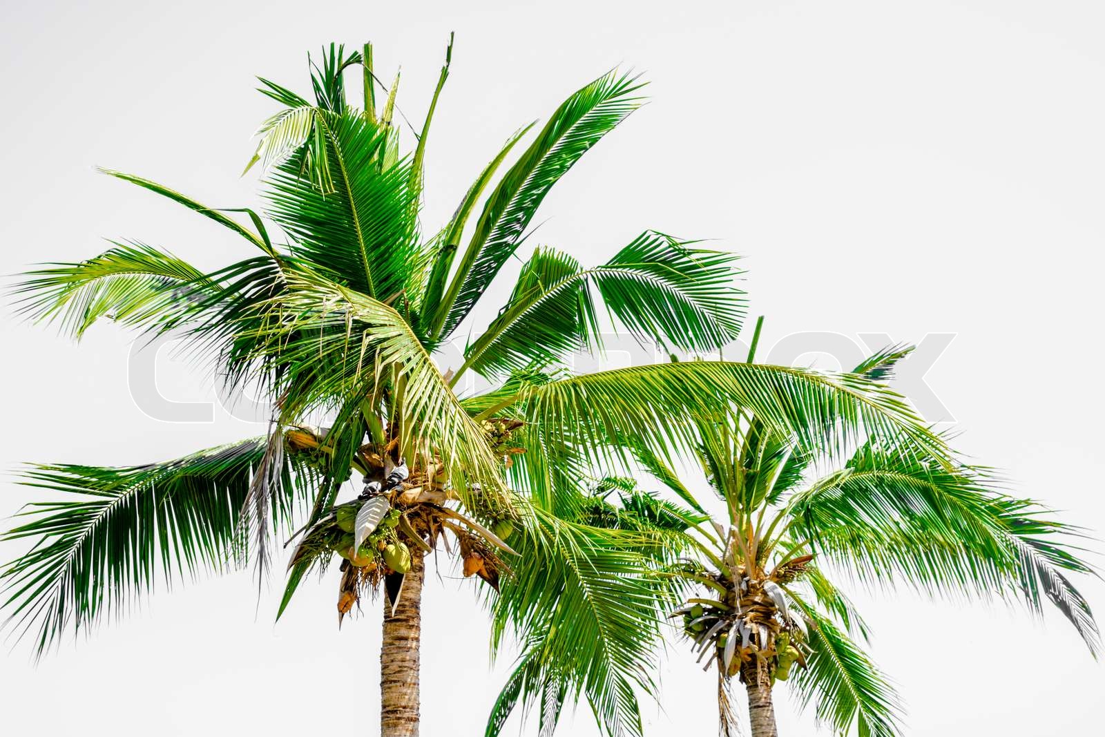 coconut plam tree | Stock image | Colourbox