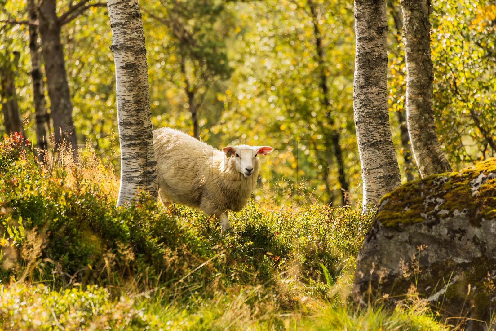 Sheep in a birch forest | Stock image | Colourbox
