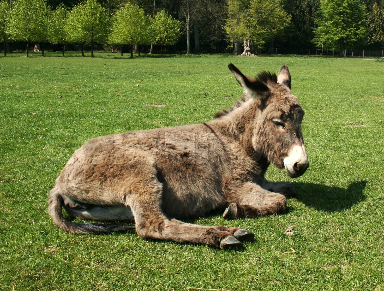 æsel, æsler, zoo | Stock foto | Colourbox