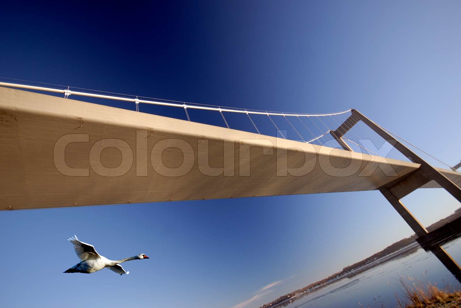 Swan flying under bridge | Stock image | Colourbox