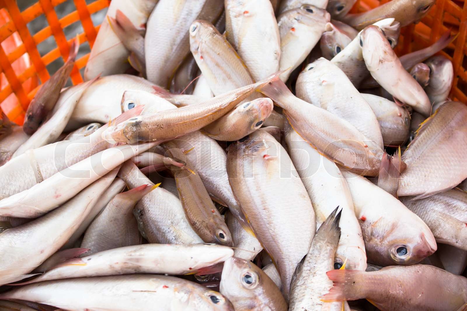 stack of fresh fish in basket sold in fish dock market | Stock image ...