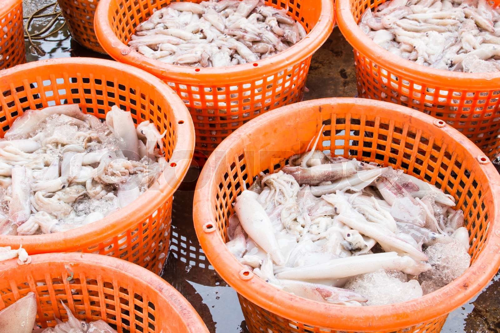 stack of fresh squid in basket sold in fish dock market | Stock image ...