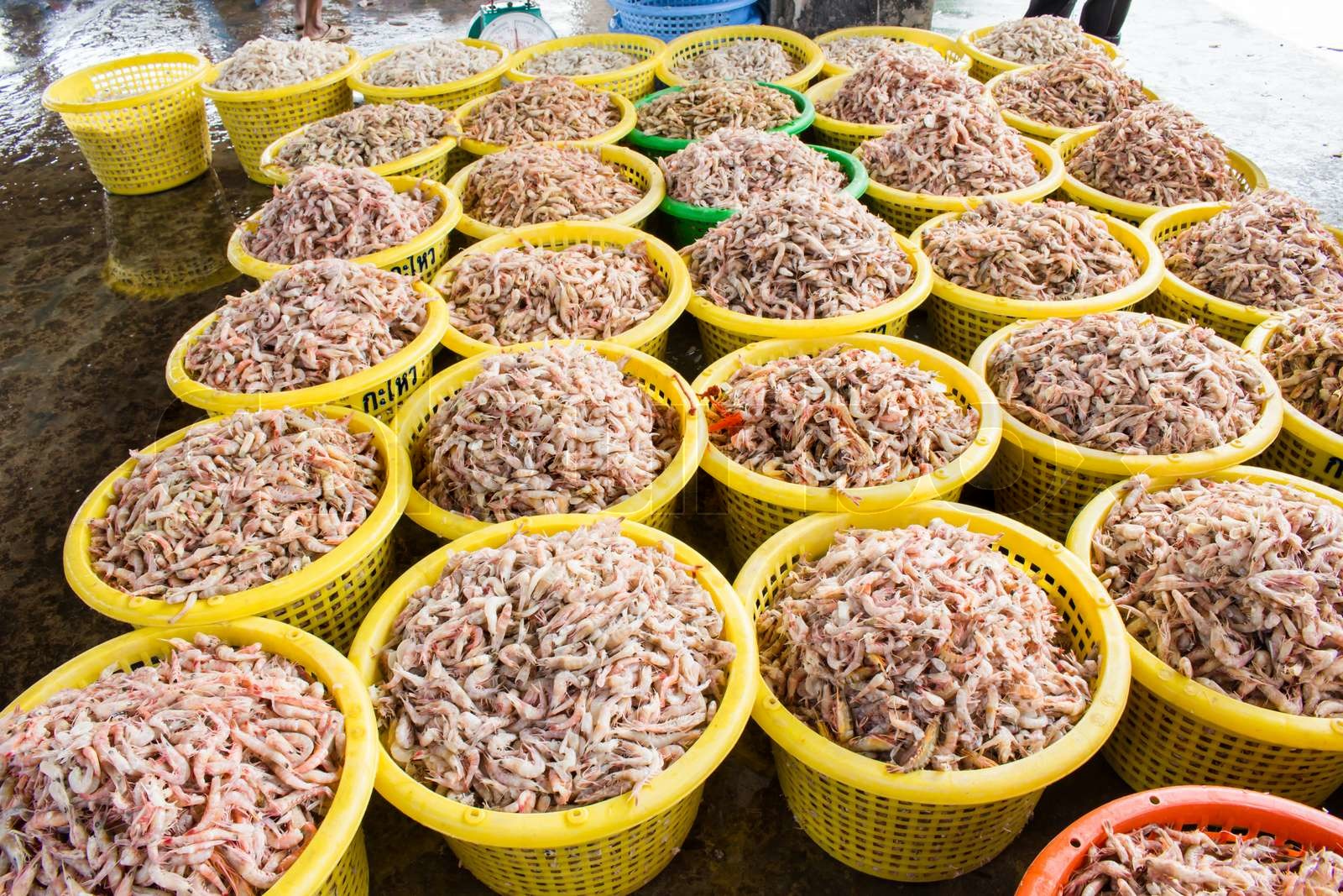 stack of fresh shrimp in basket sold in fish dock market | Stock image ...
