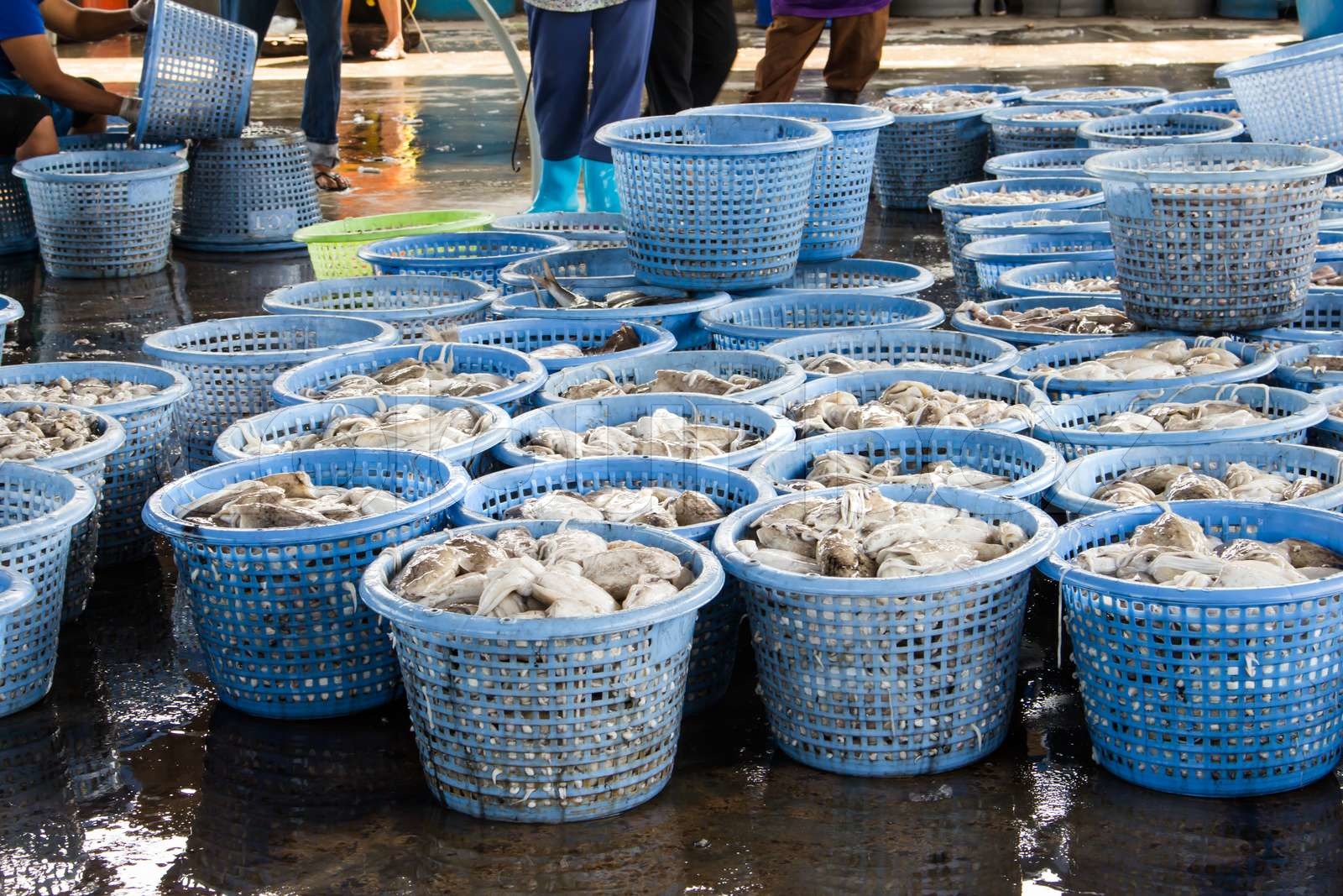 stack of fresh squid in basket sold in fish dock market | Stock image ...