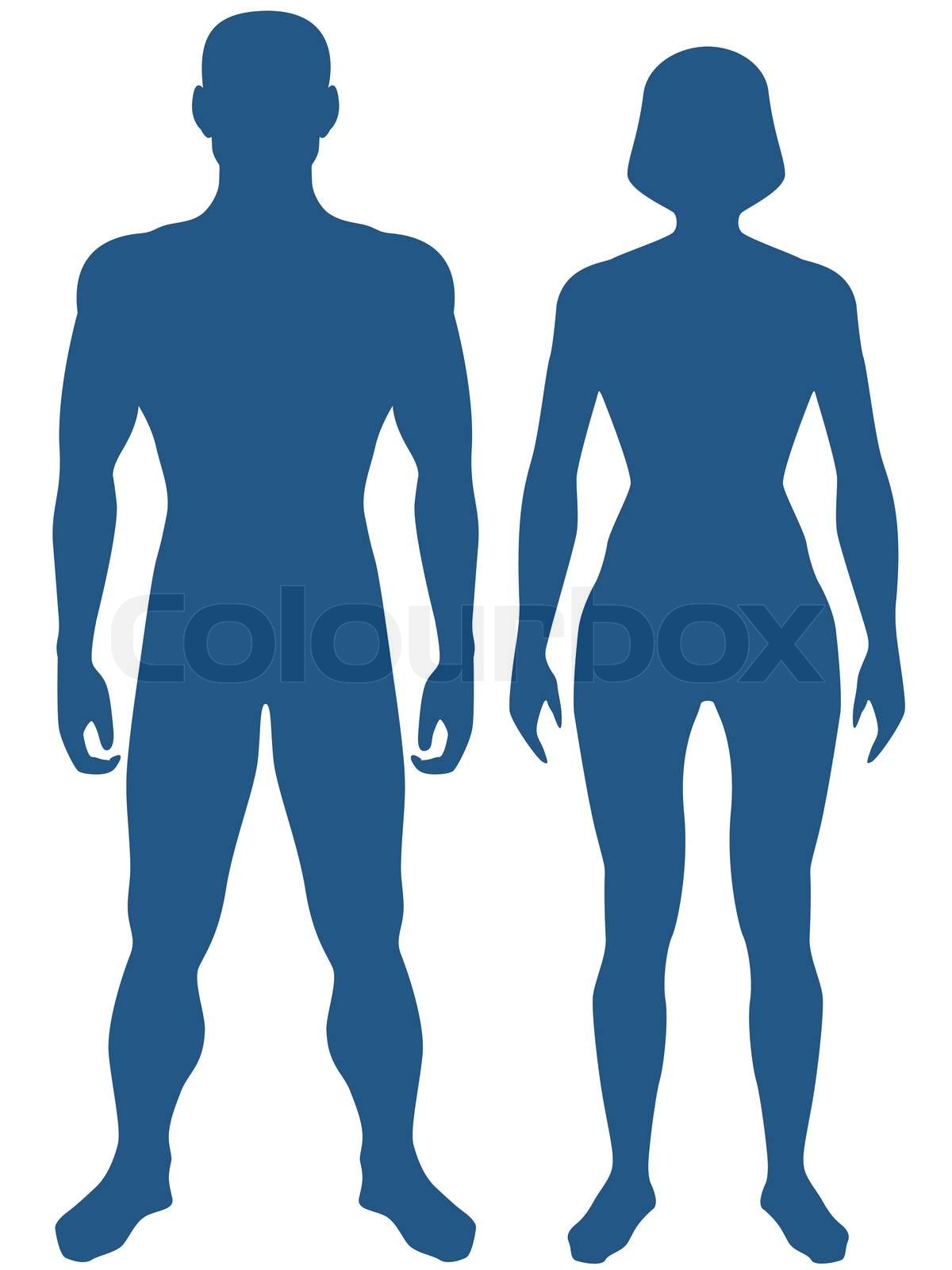 Human body | Stock vector | Colourbox