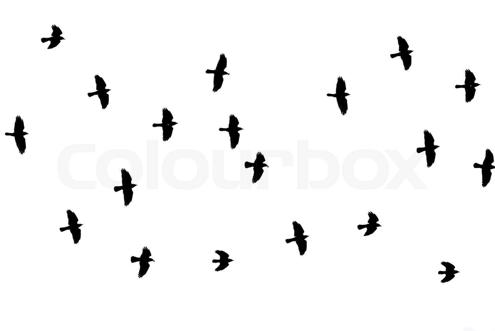 viele schwarze Vögel fliegen in den Himmel | Stock Bild | Colourbox viele schwarze Vögel fliegen in den Himmel | Stock Bild | Colourbox