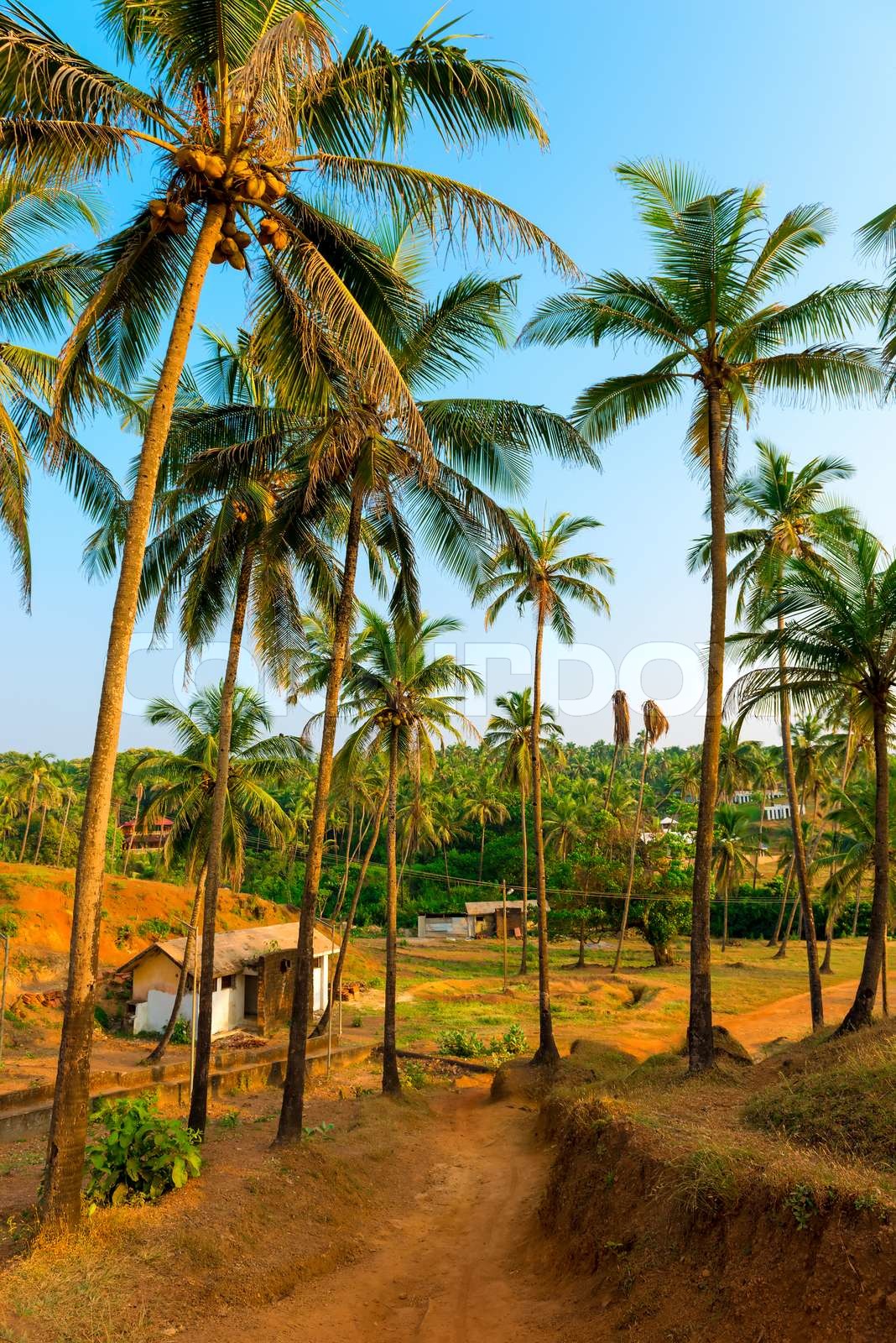 grove with tall coconut trees in India | Stock image | Colourbox
