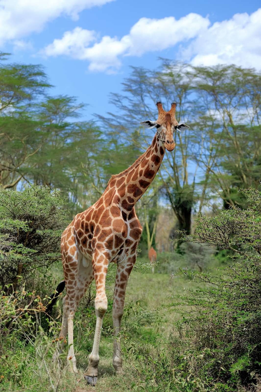Giraffe | Stock image | Colourbox
